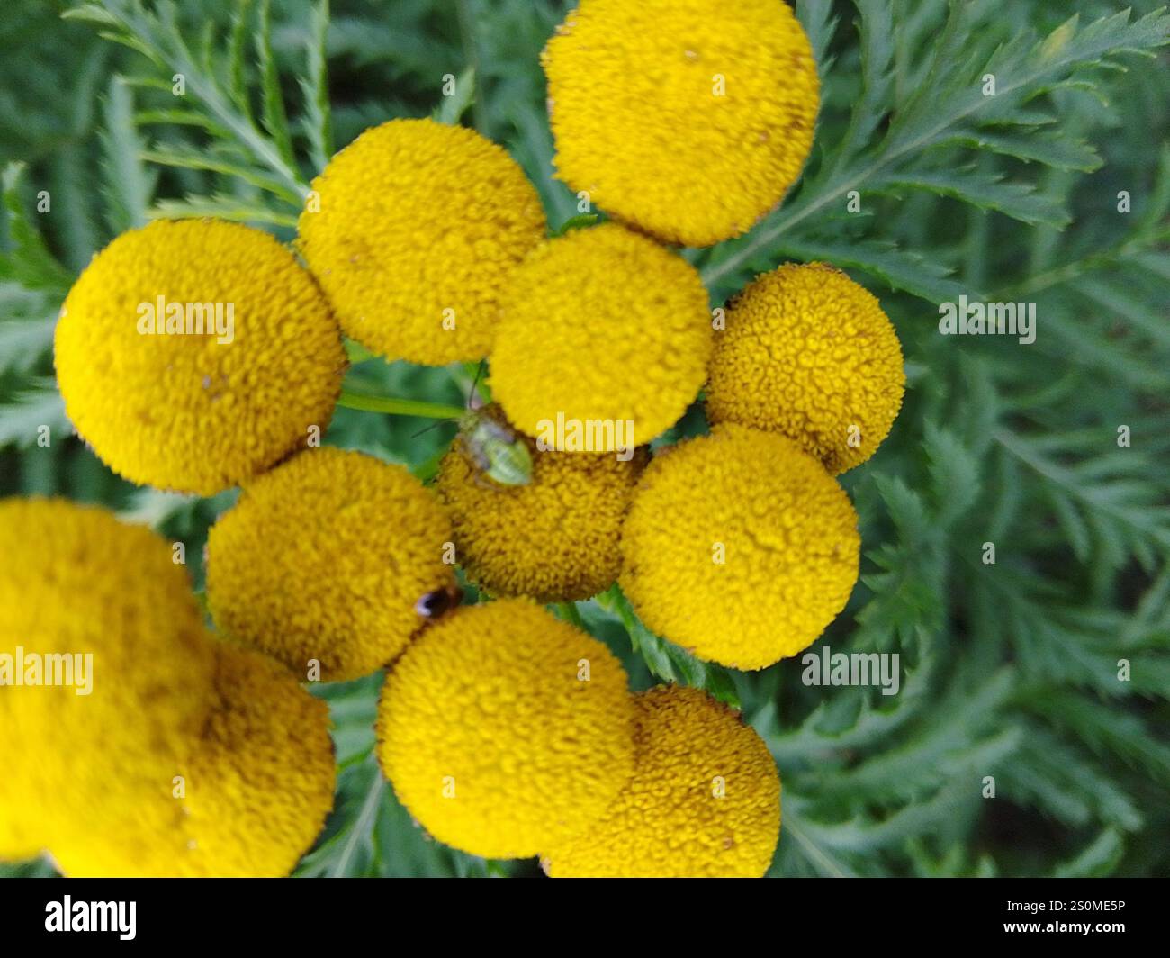 True Bugs (Heteroptera Stock Photo - Alamy