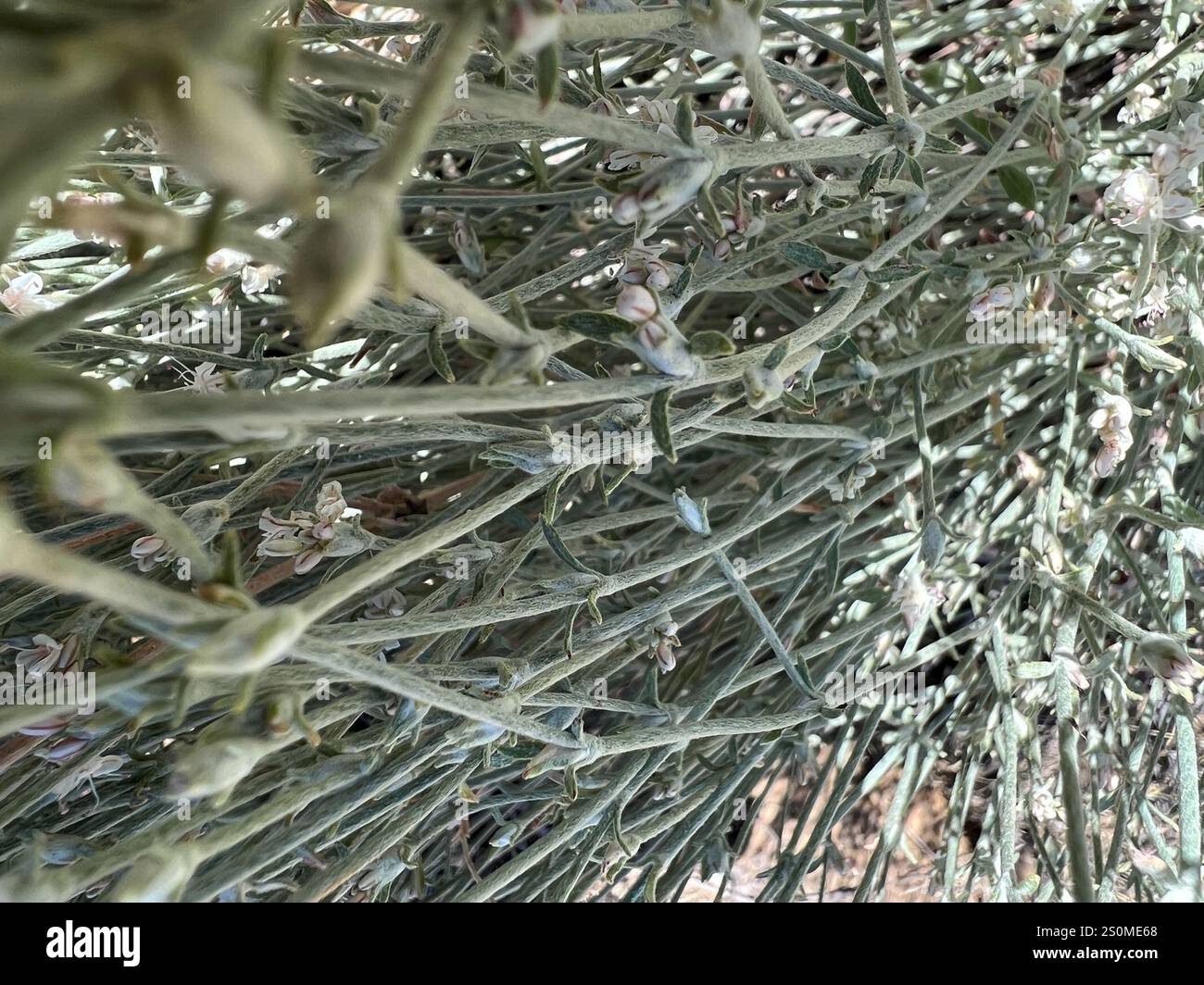 Snow Buckwheat (Eriogonum niveum Stock Photo - Alamy