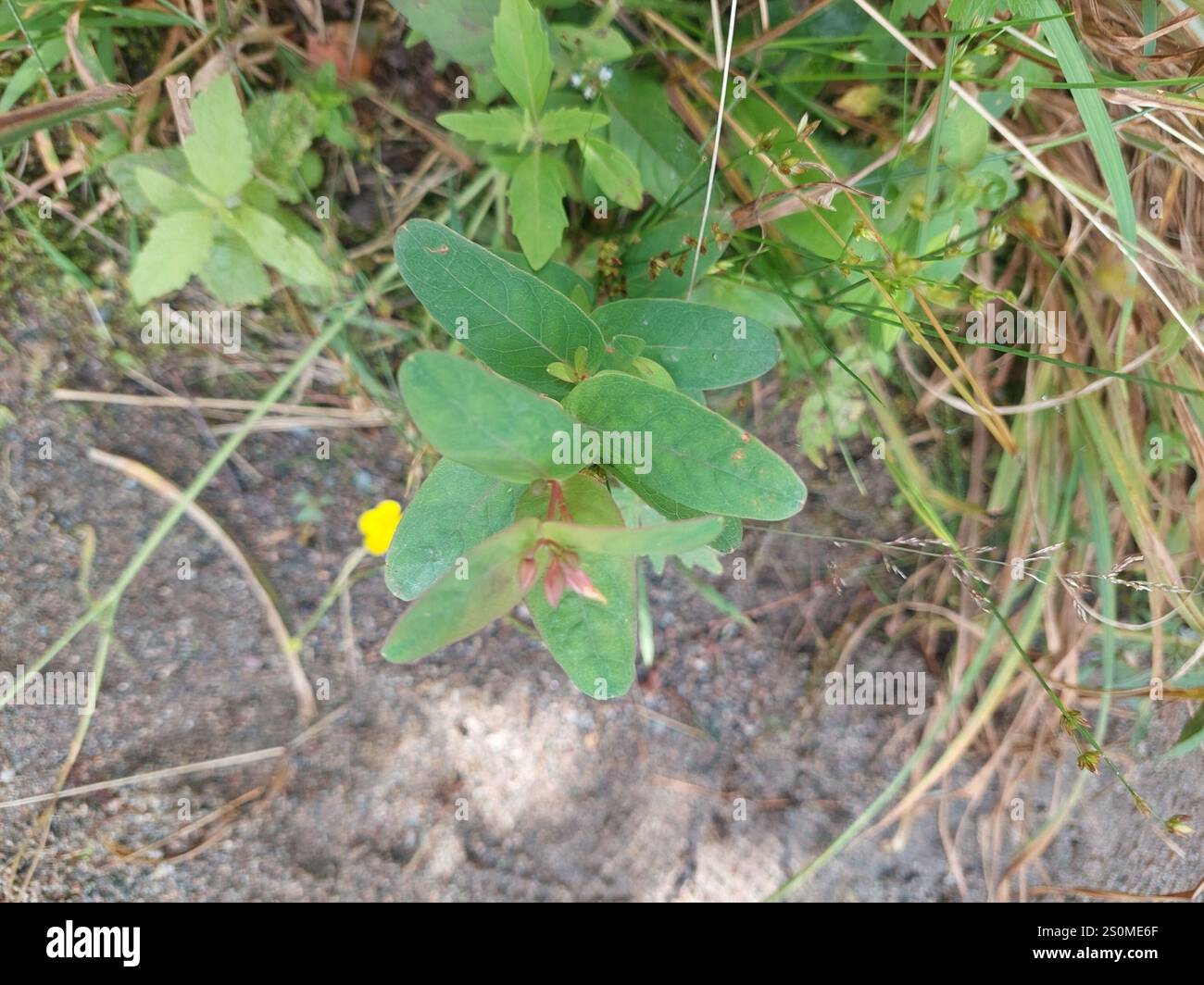 Fraser's marsh St. John's-wort (Hypericum fraseri Stock Photo - Alamy