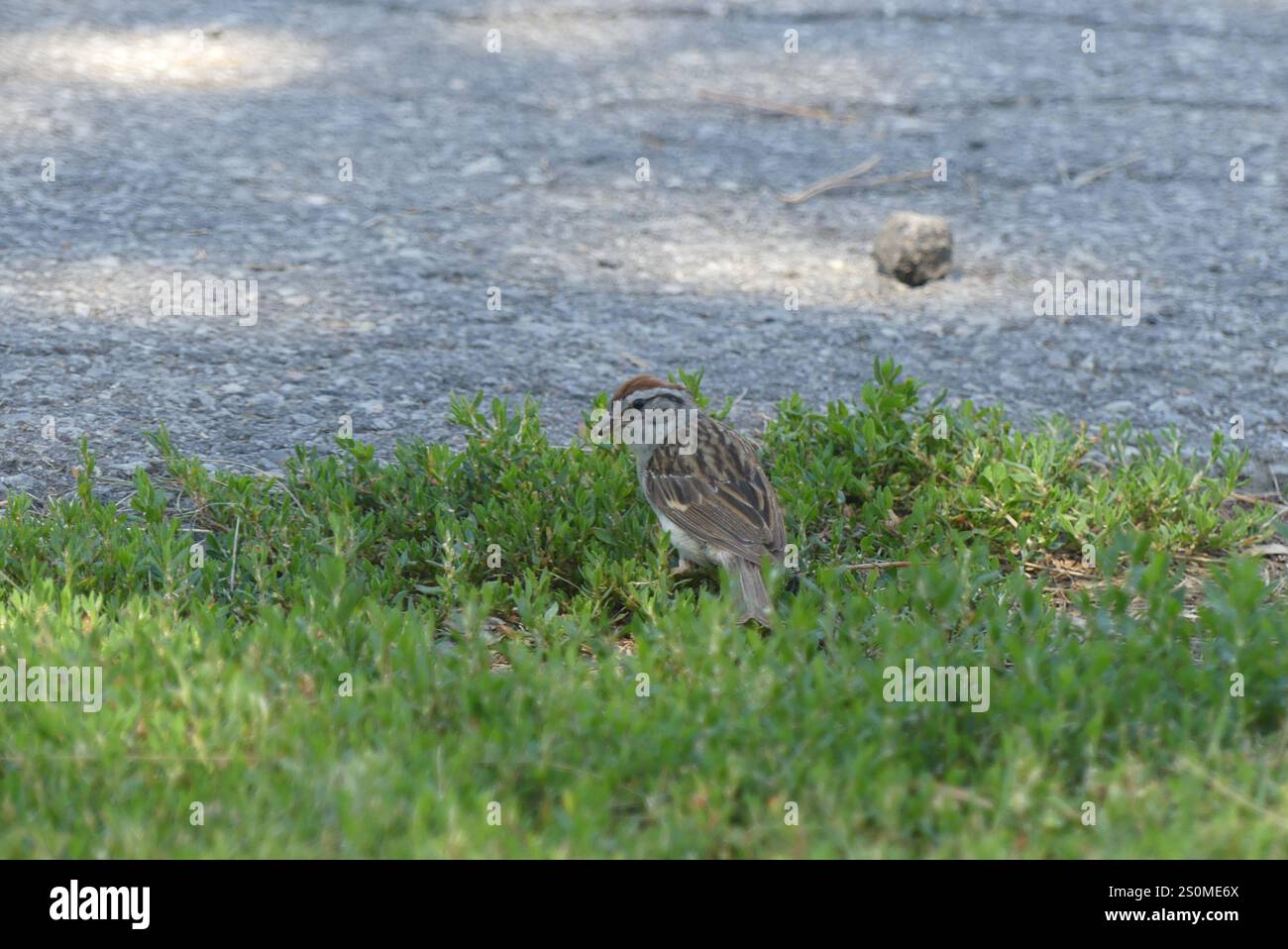Chipping Sparrow (Spizella passerina Stock Photo - Alamy