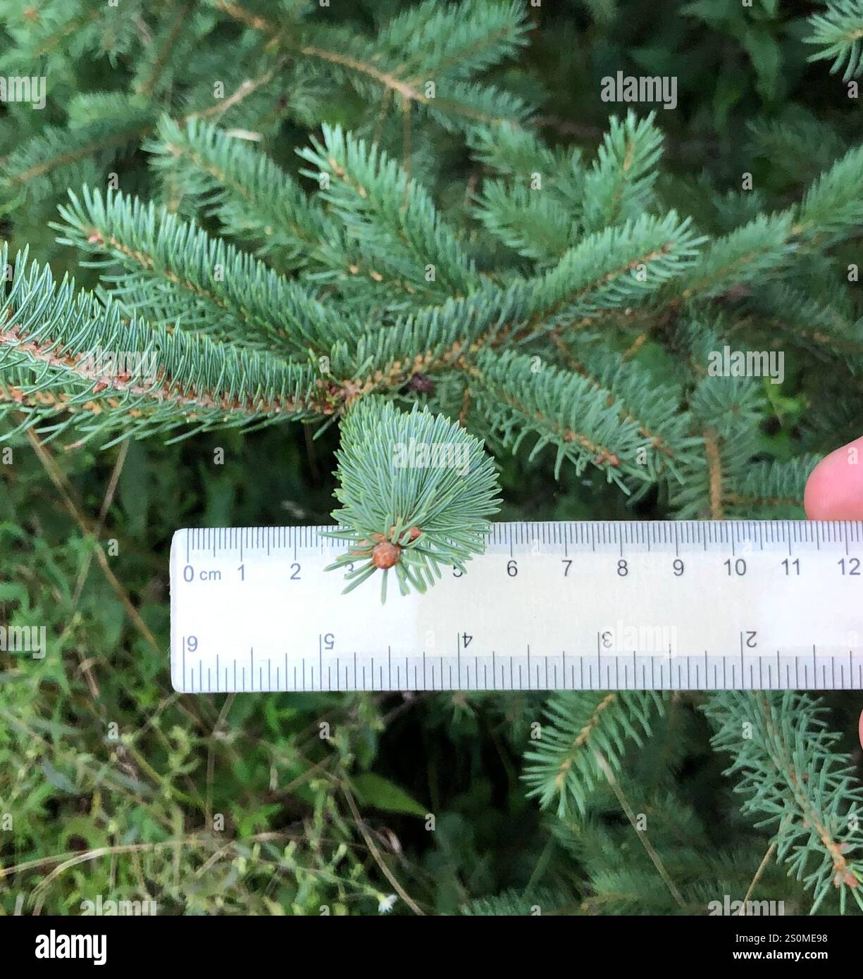 white spruce (Picea glauca Stock Photo - Alamy