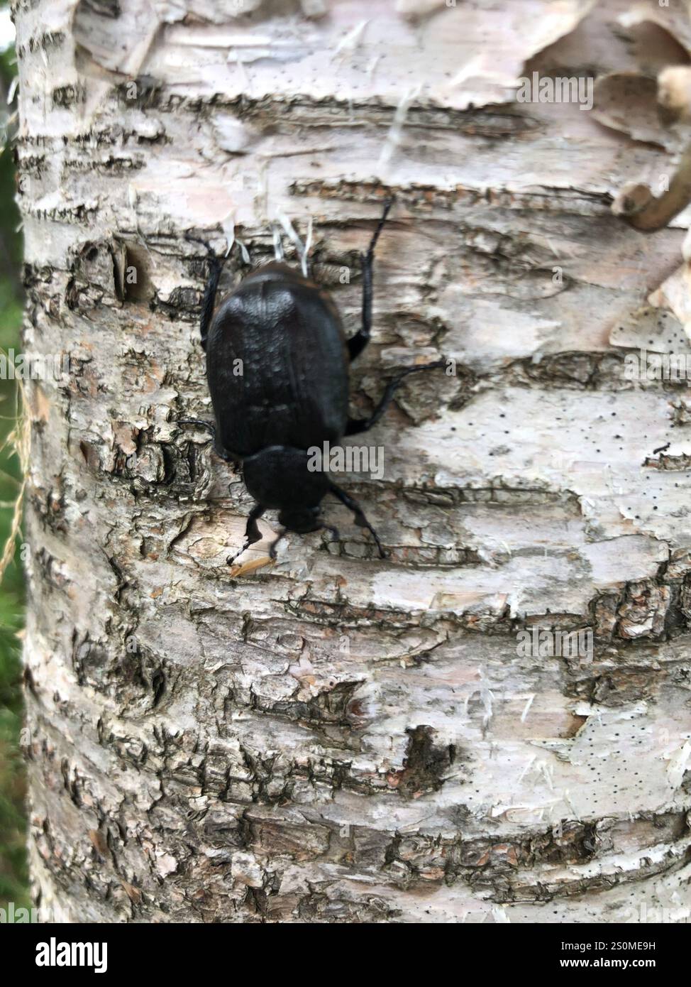 Typical Hermit Beetles (Osmoderma Stock Photo - Alamy