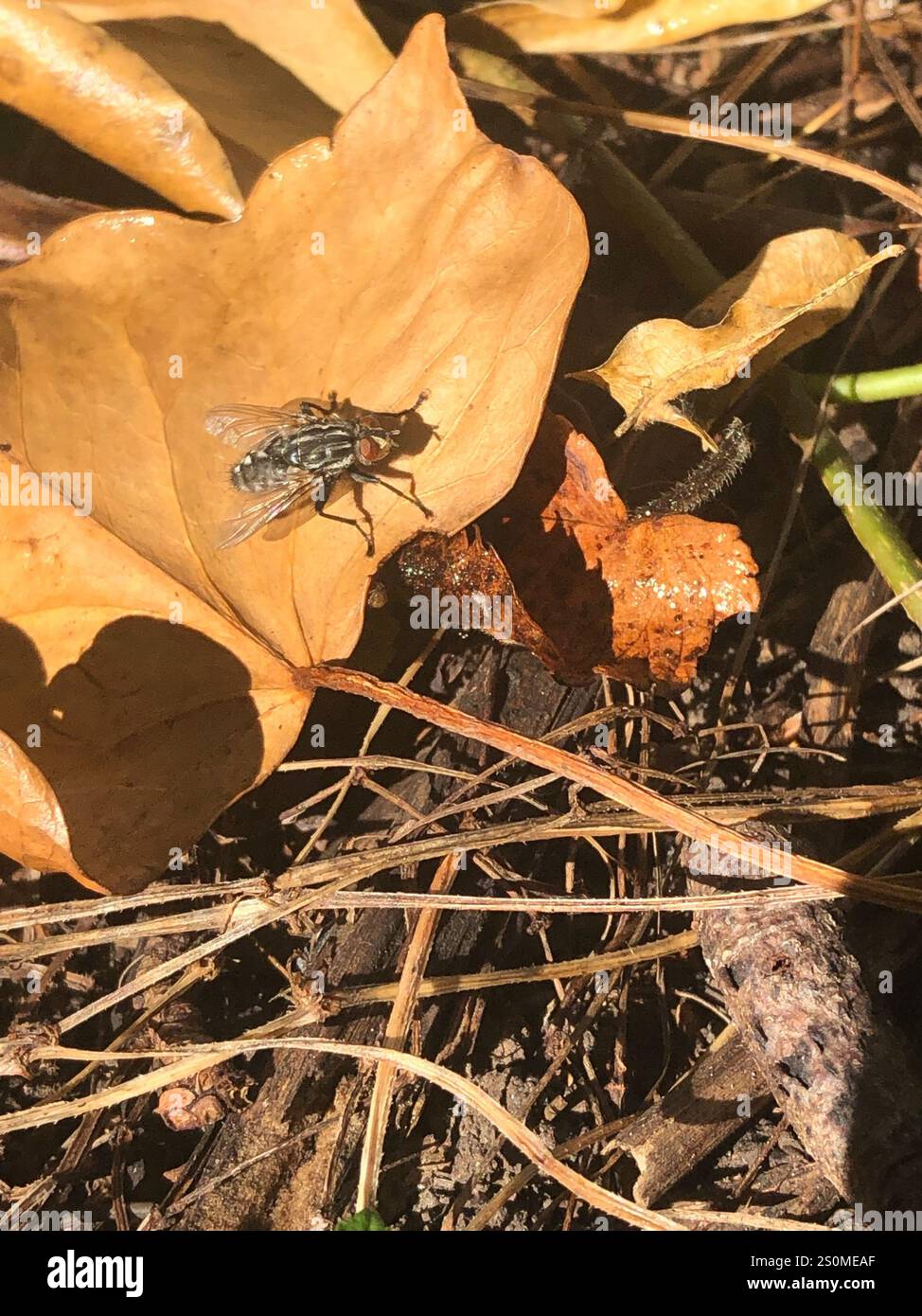 Common Flesh Flies (Sarcophaga Stock Photo - Alamy