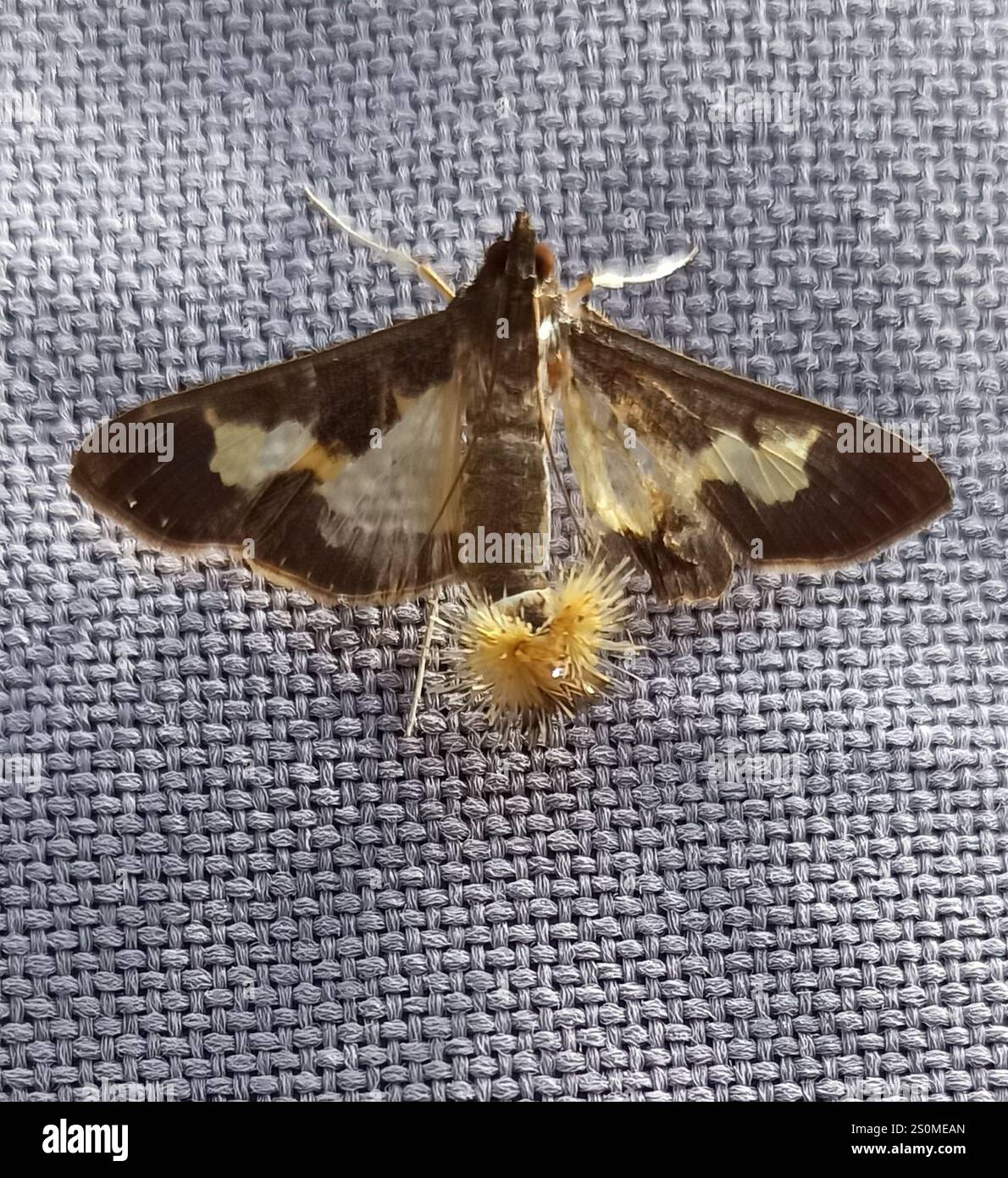 Pickleworm Moth (Diaphania nitidalis Stock Photo - Alamy