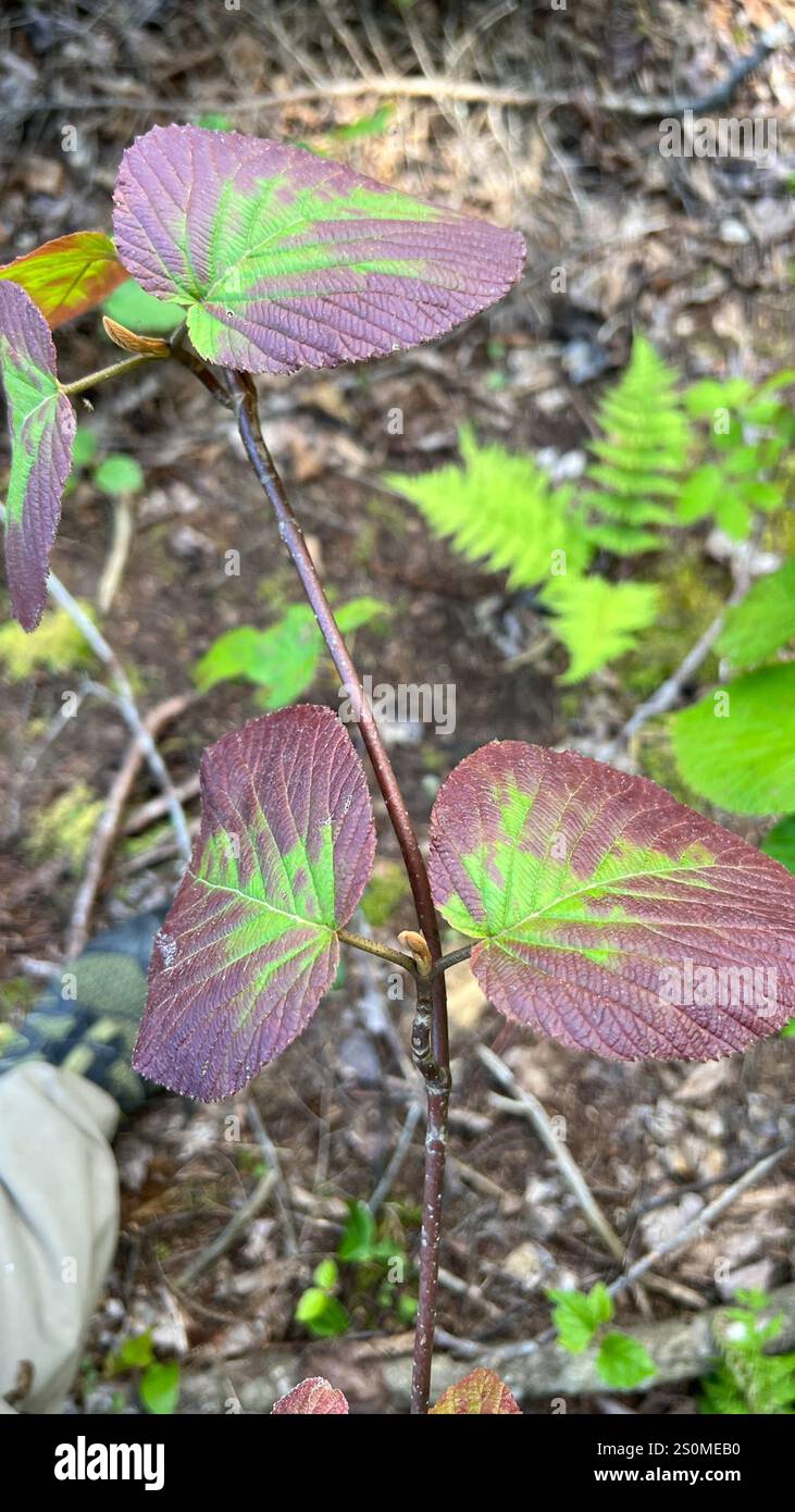 hobblebush (Viburnum lantanoides Stock Photo - Alamy