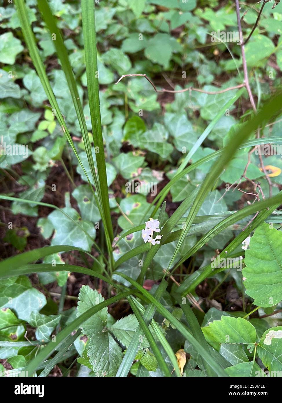 Creeping Lilyturf (Liriope spicata Stock Photo - Alamy