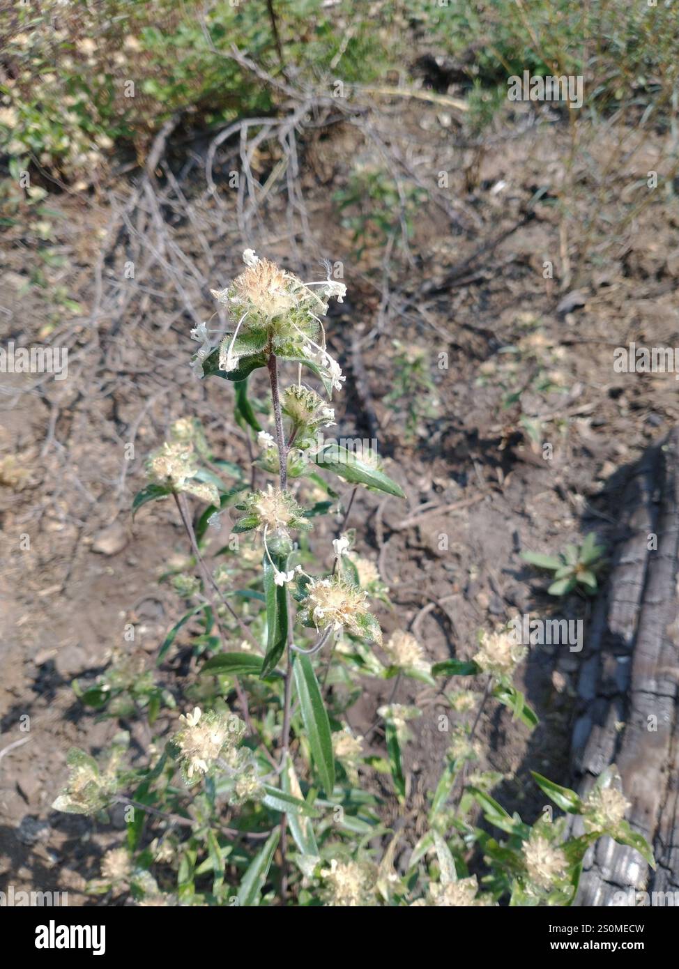 grand collomia (Collomia grandiflora Stock Photo - Alamy