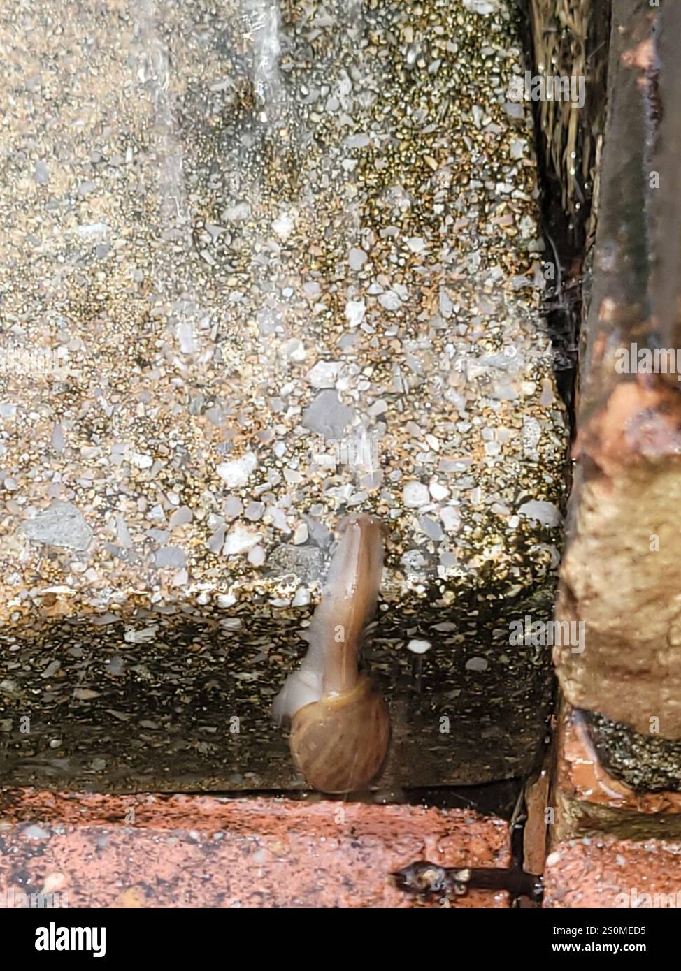 Rosy Wolfsnail (Euglandina rosea Stock Photo - Alamy