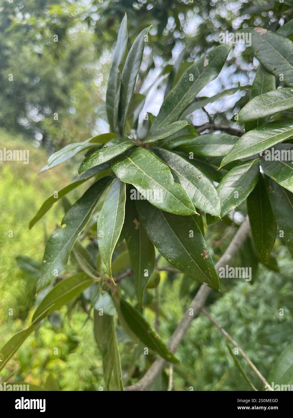 shingle oak (Quercus imbricaria Stock Photo - Alamy