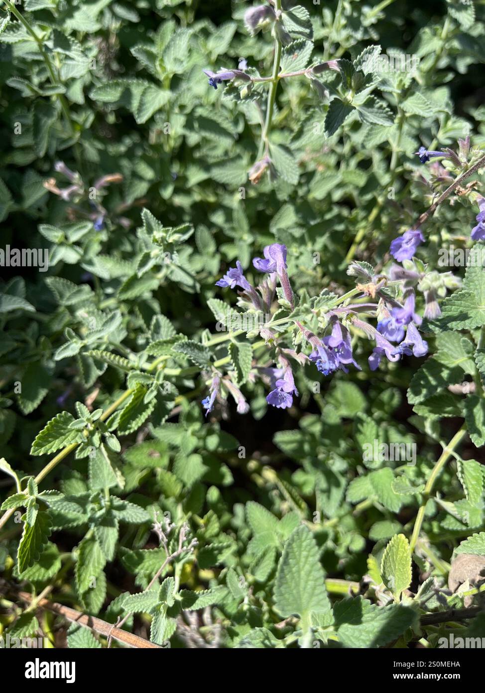 Eastern Cat-mint (Nepeta racemosa Stock Photo - Alamy