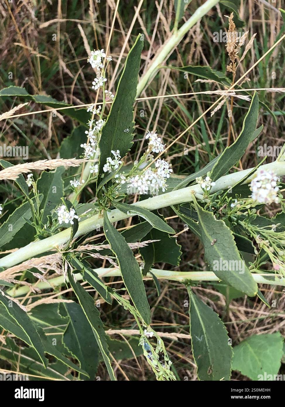 broadleaved pepperweed (Lepidium latifolium Stock Photo - Alamy