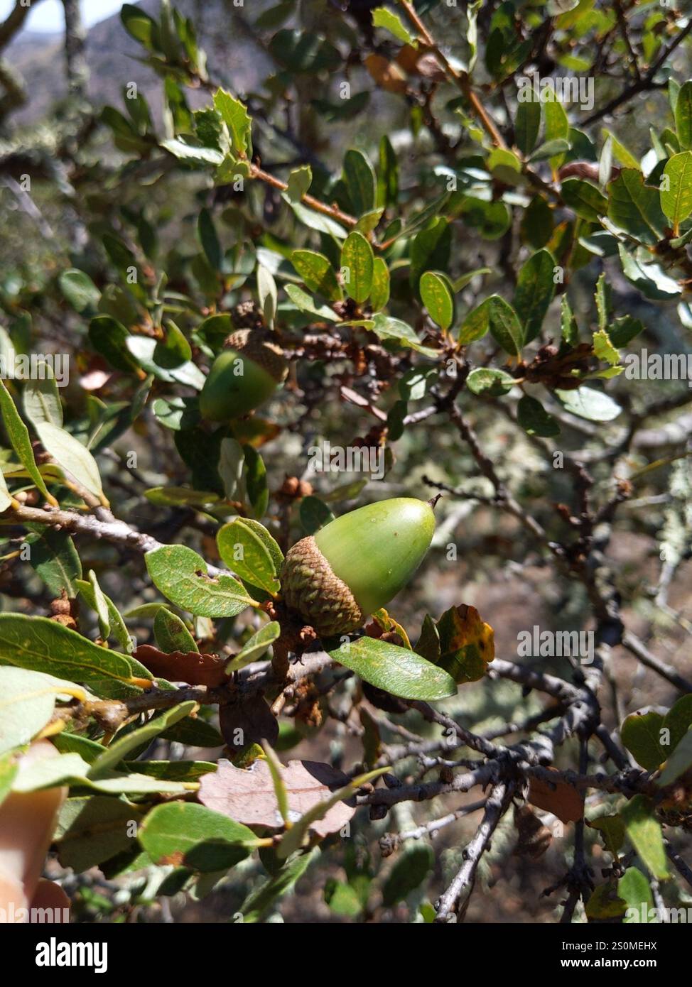 island scrub oak (Quercus pacifica Stock Photo - Alamy