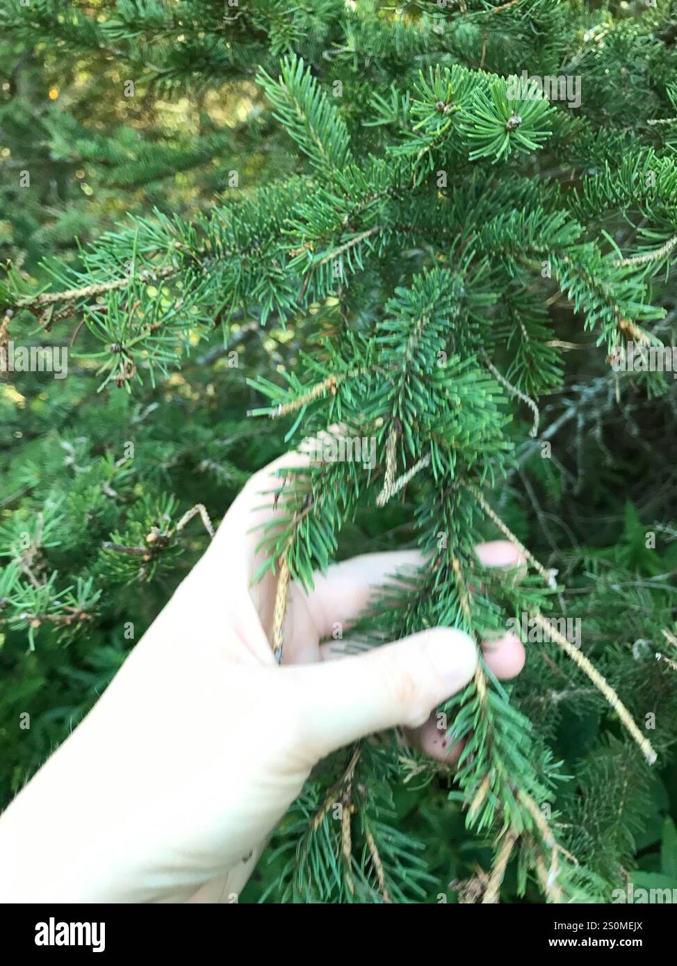 white spruce (Picea glauca Stock Photo - Alamy