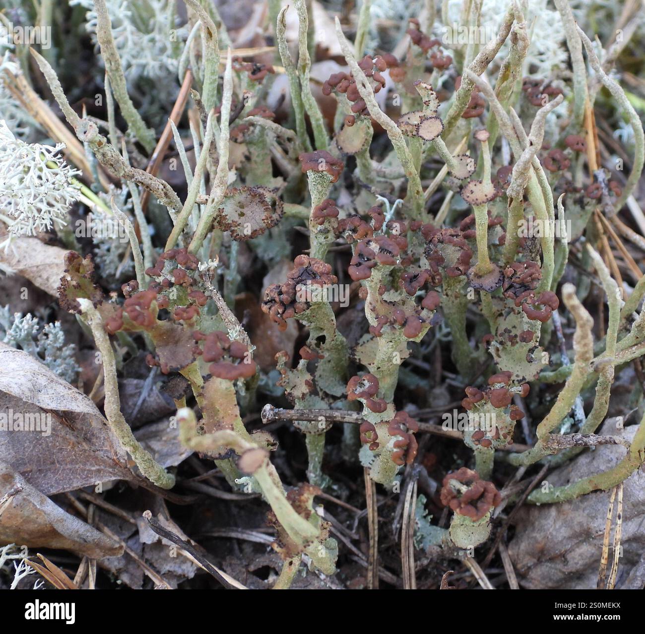Bronzed Pixie Lichen (Cladonia gracilis turbinata Stock Photo - Alamy