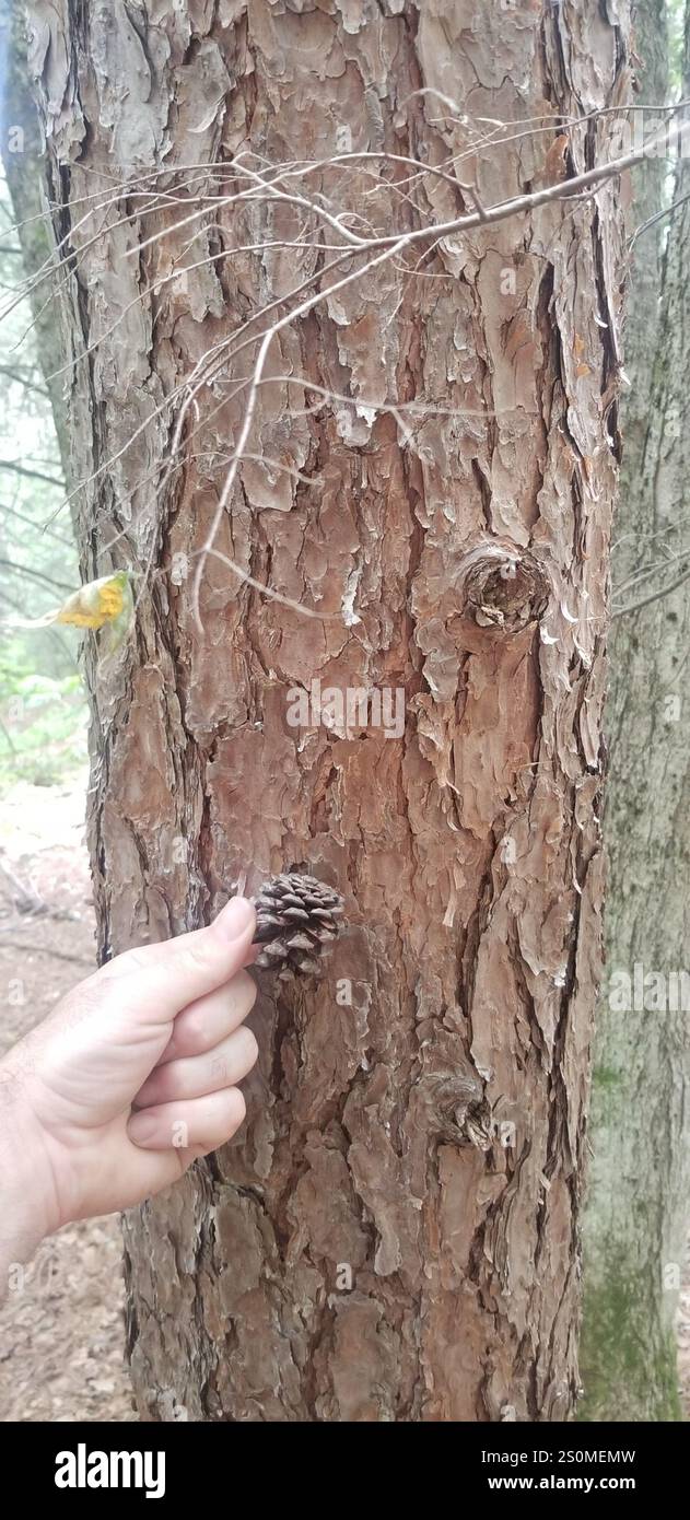 red pine (Pinus resinosa Stock Photo - Alamy