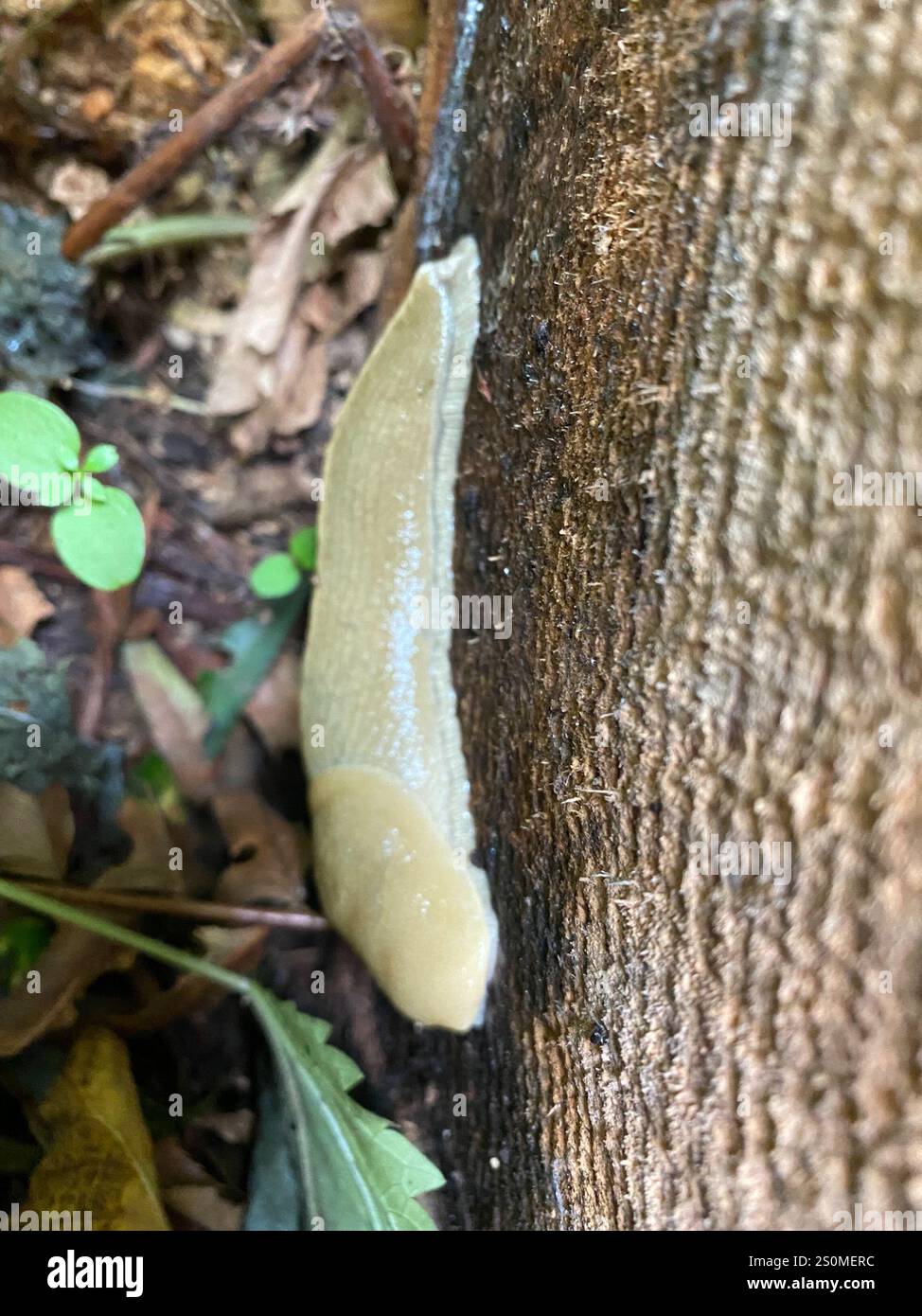 Pacific Banana Slug (Ariolimax columbianus Stock Photo - Alamy