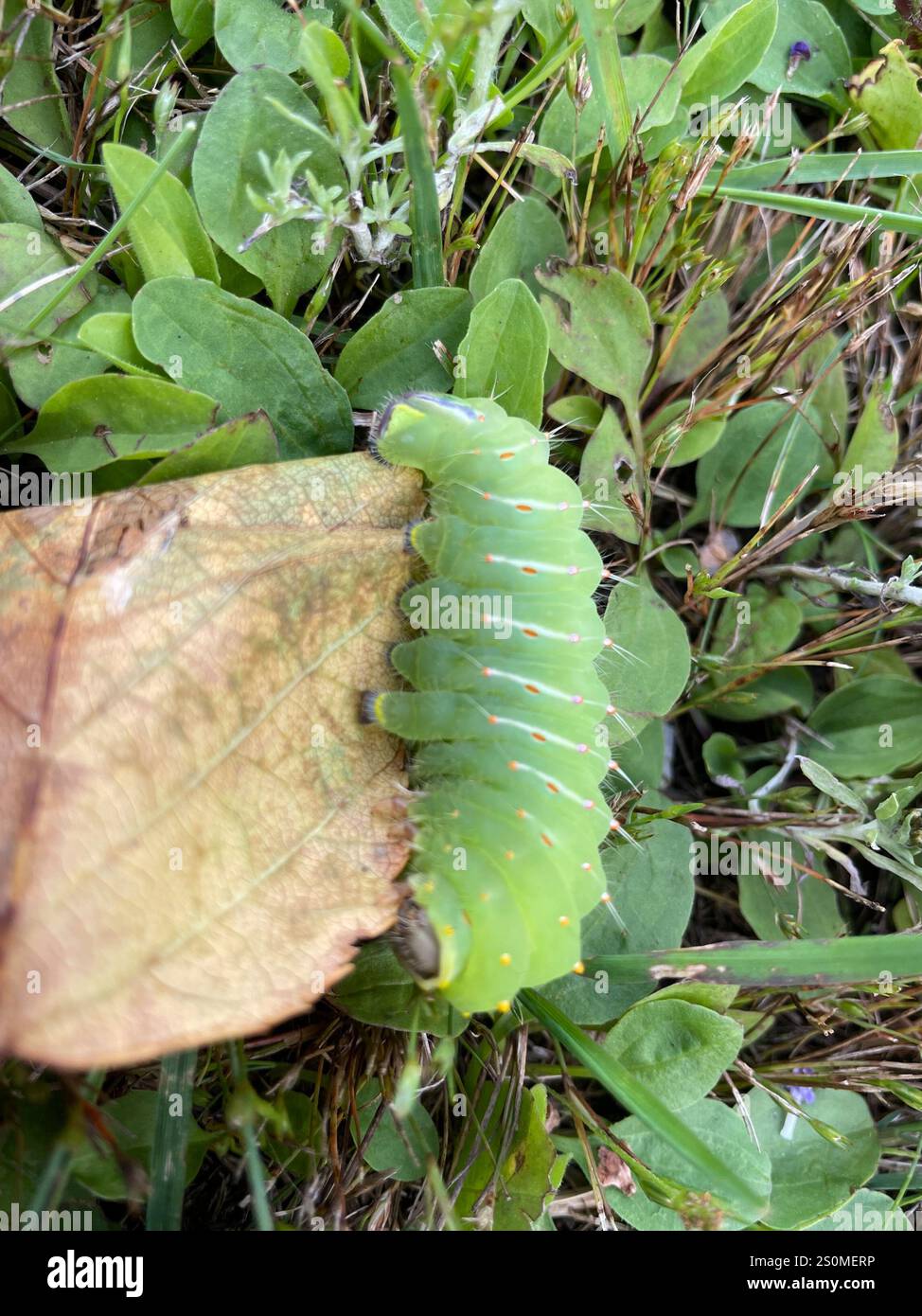 Polyphemus Moth (Antheraea polyphemus Stock Photo - Alamy