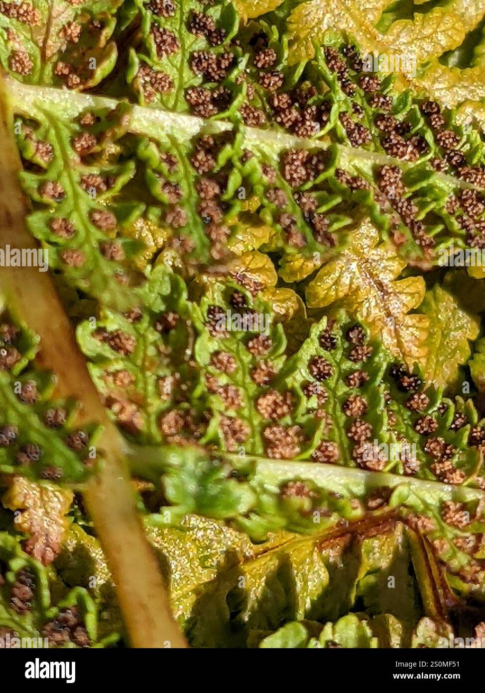 Alpine Lady-fern (Athyrium distentifolium Stock Photo - Alamy