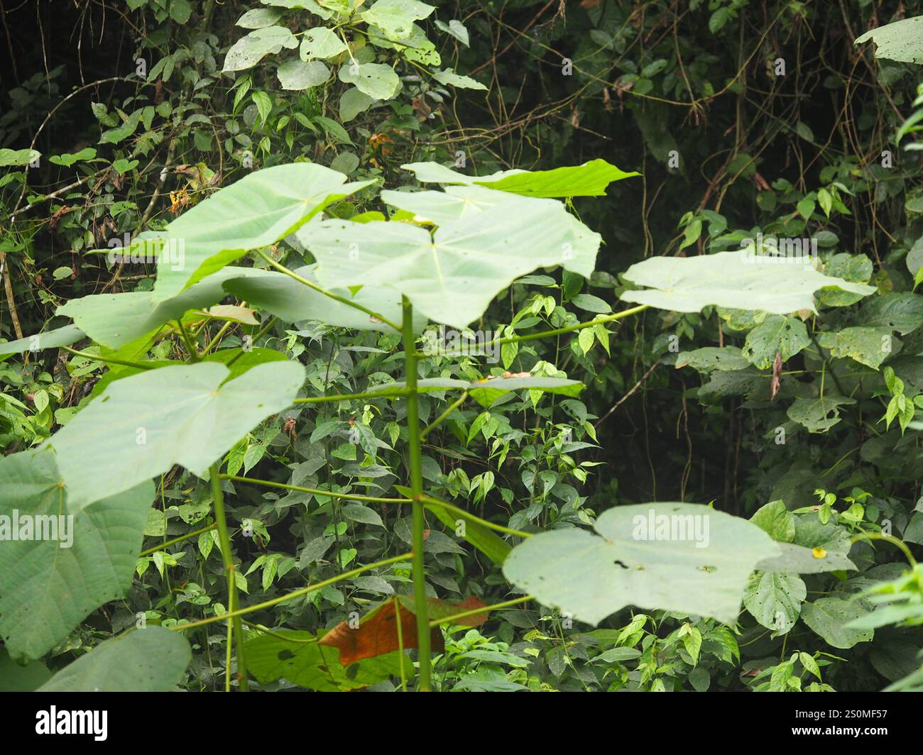 Balsa Tree (Ochroma pyramidale Stock Photo - Alamy