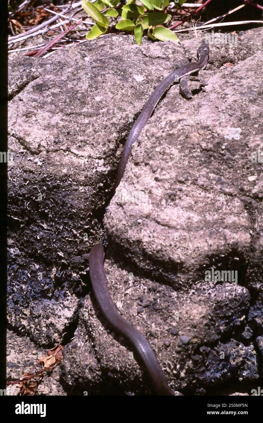 Round island boa hi-res stock photography and images - Alamy