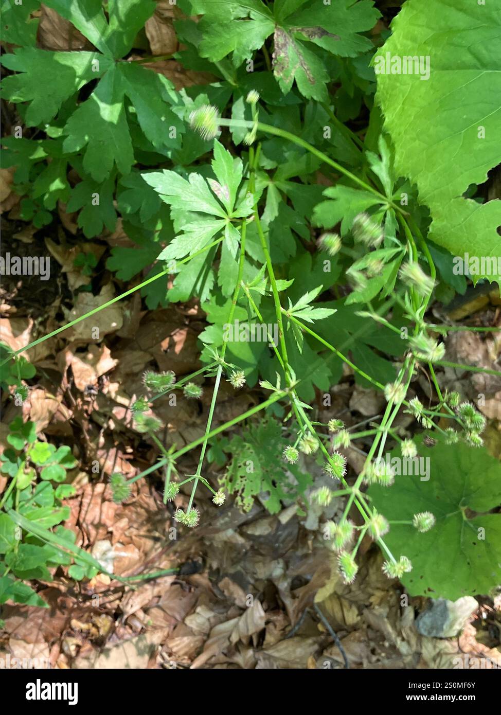 wood sanicle (Sanicula europaea Stock Photo - Alamy