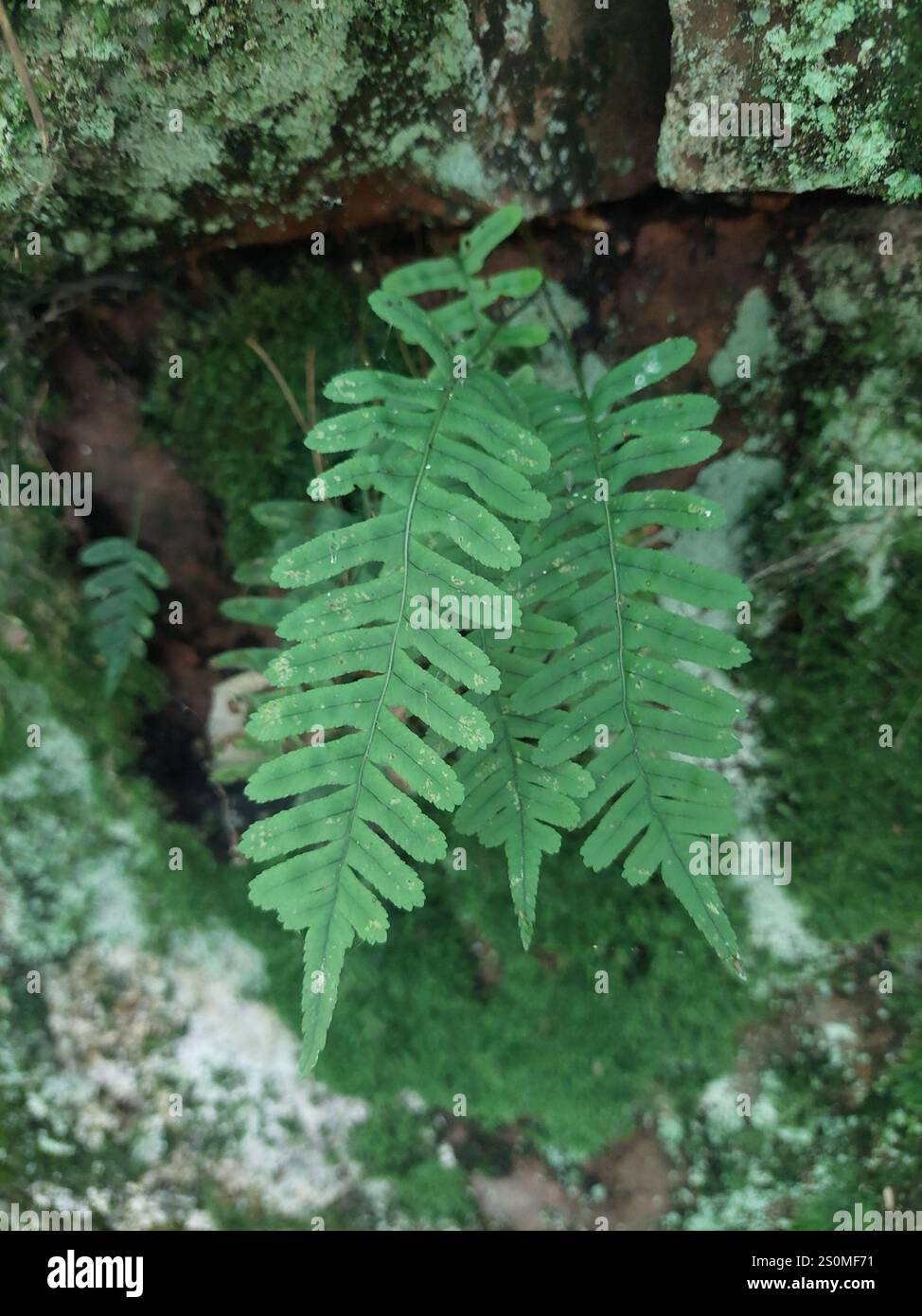 rock polypody (Polypodium virginianum Stock Photo - Alamy