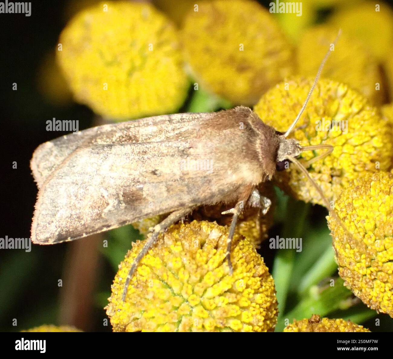 Small Square-spot (Diarsia rubi Stock Photo - Alamy