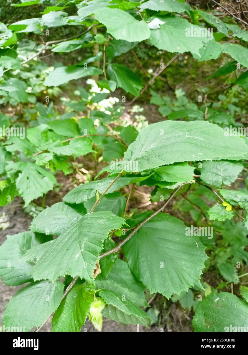 common hazel (Corylus avellana Stock Photo - Alamy