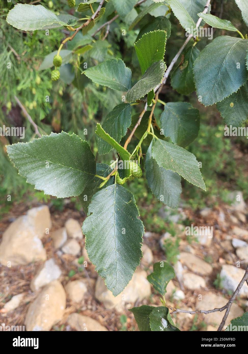 white alder (Alnus rhombifolia Stock Photo - Alamy