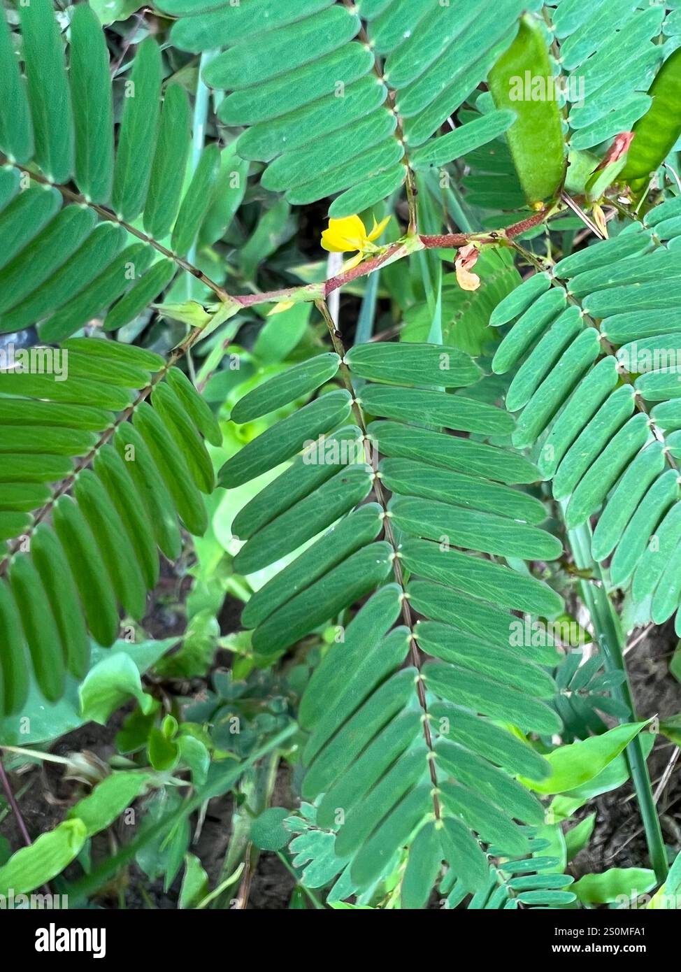 Sensitive pea hi-res stock photography and images - Alamy