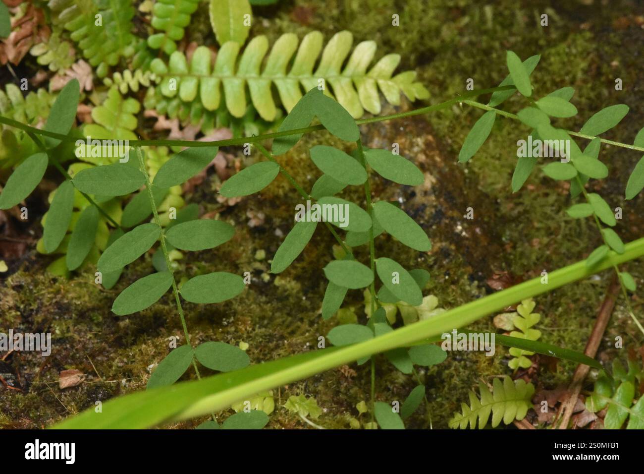 giant vetch (Vicia gigantea Stock Photo - Alamy