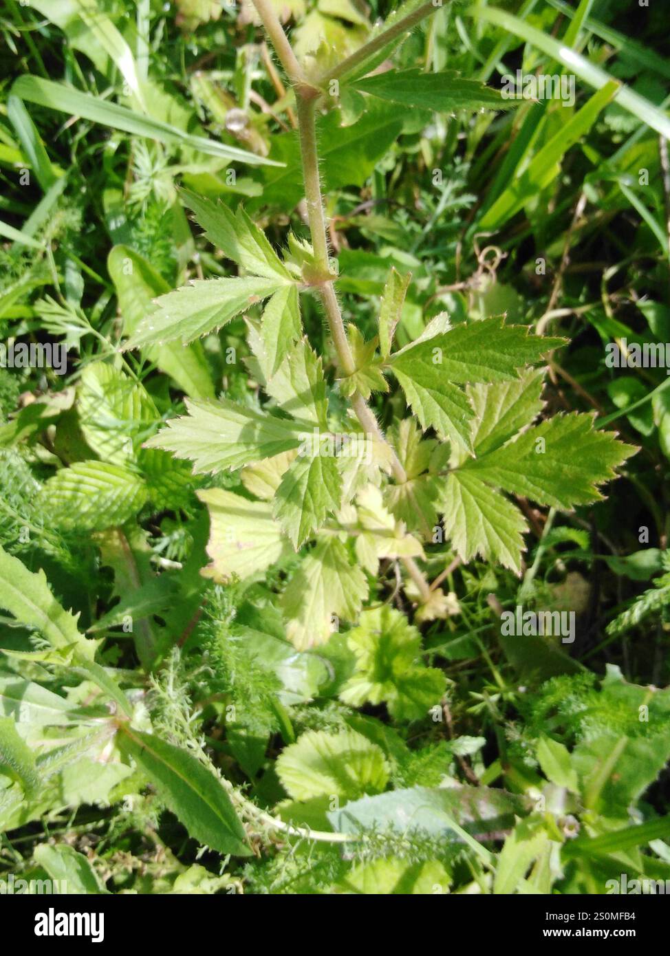 Yellow Avens (Geum aleppicum Stock Photo - Alamy