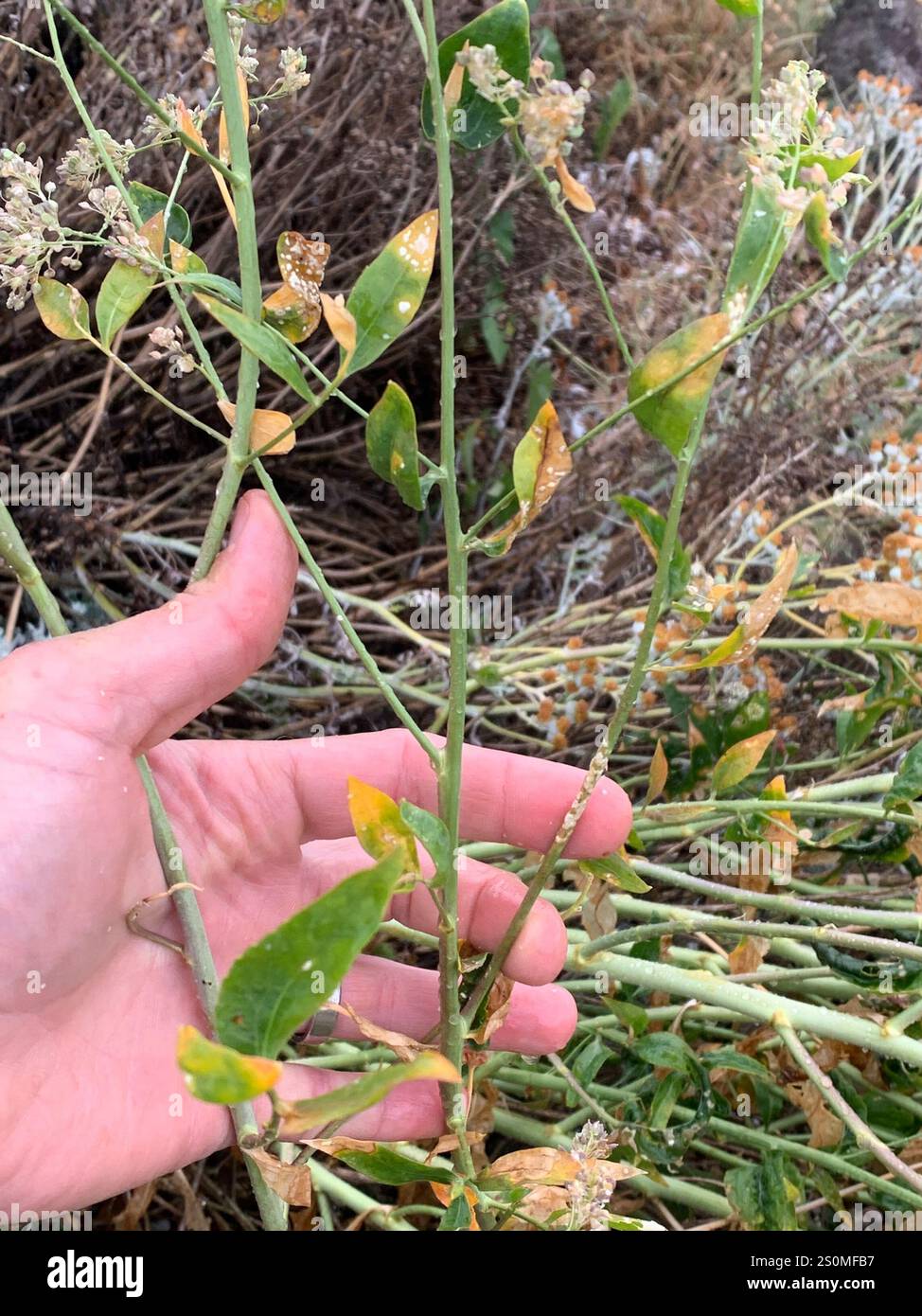 broadleaved pepperweed (Lepidium latifolium Stock Photo - Alamy