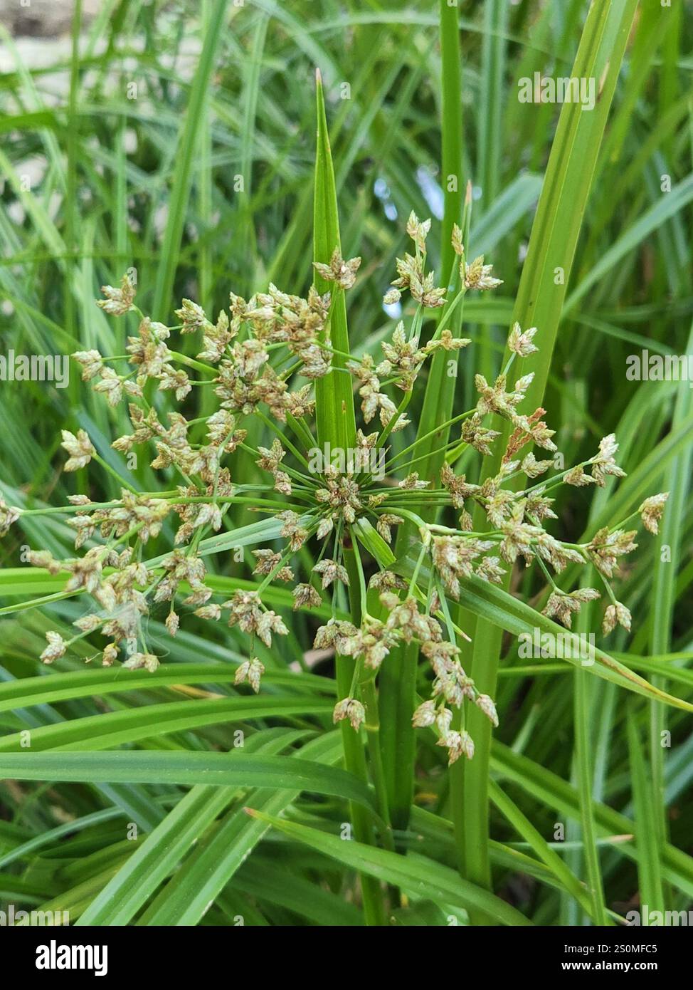 Panicled Bulrush (Scirpus microcarpus Stock Photo - Alamy