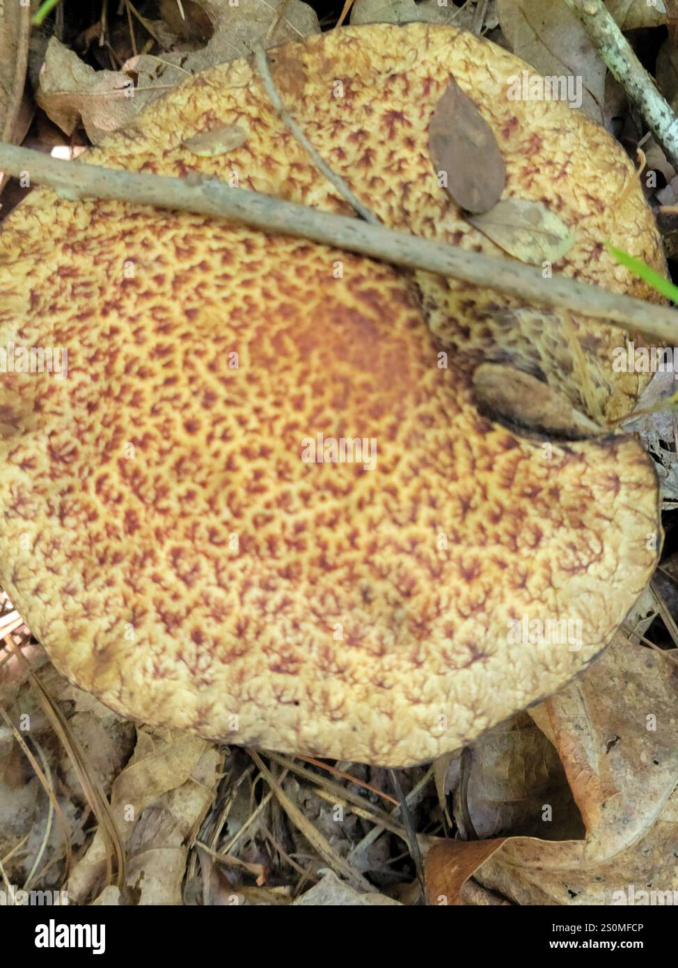 Painted Suillus (Suillus spraguei Stock Photo - Alamy