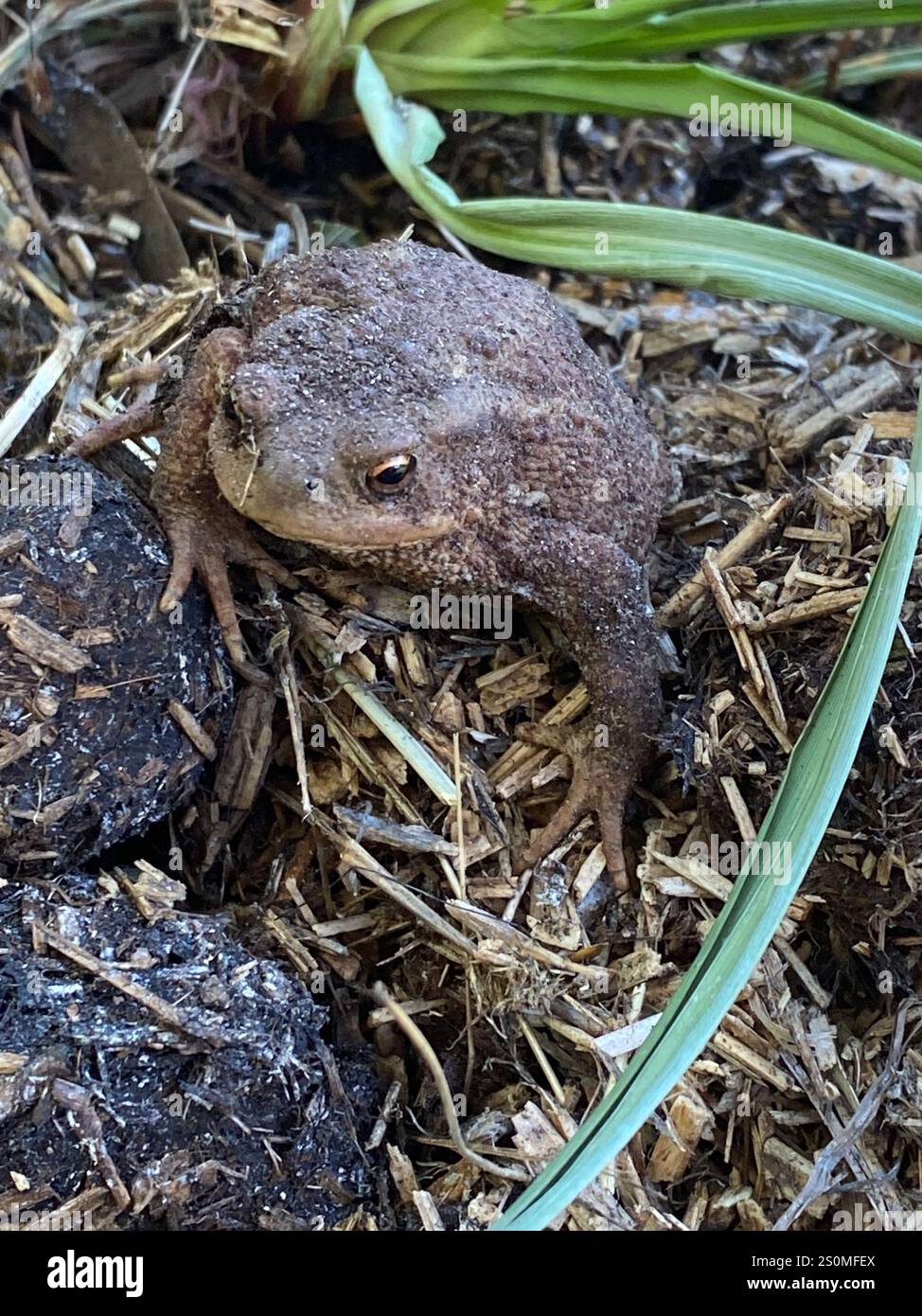 European Toad (Bufo bufo Stock Photo - Alamy