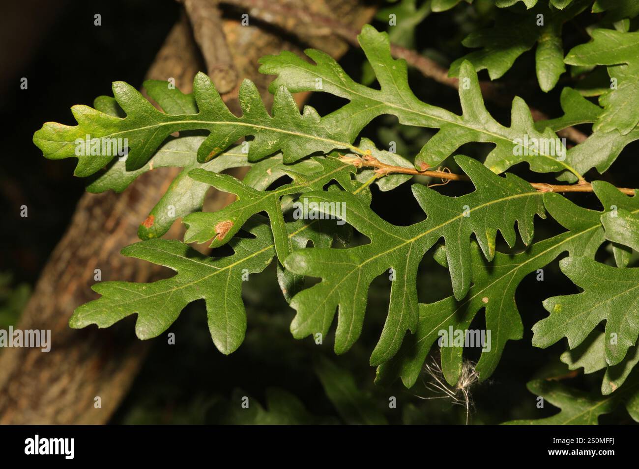 Turkey Oak (Quercus cerris Stock Photo - Alamy