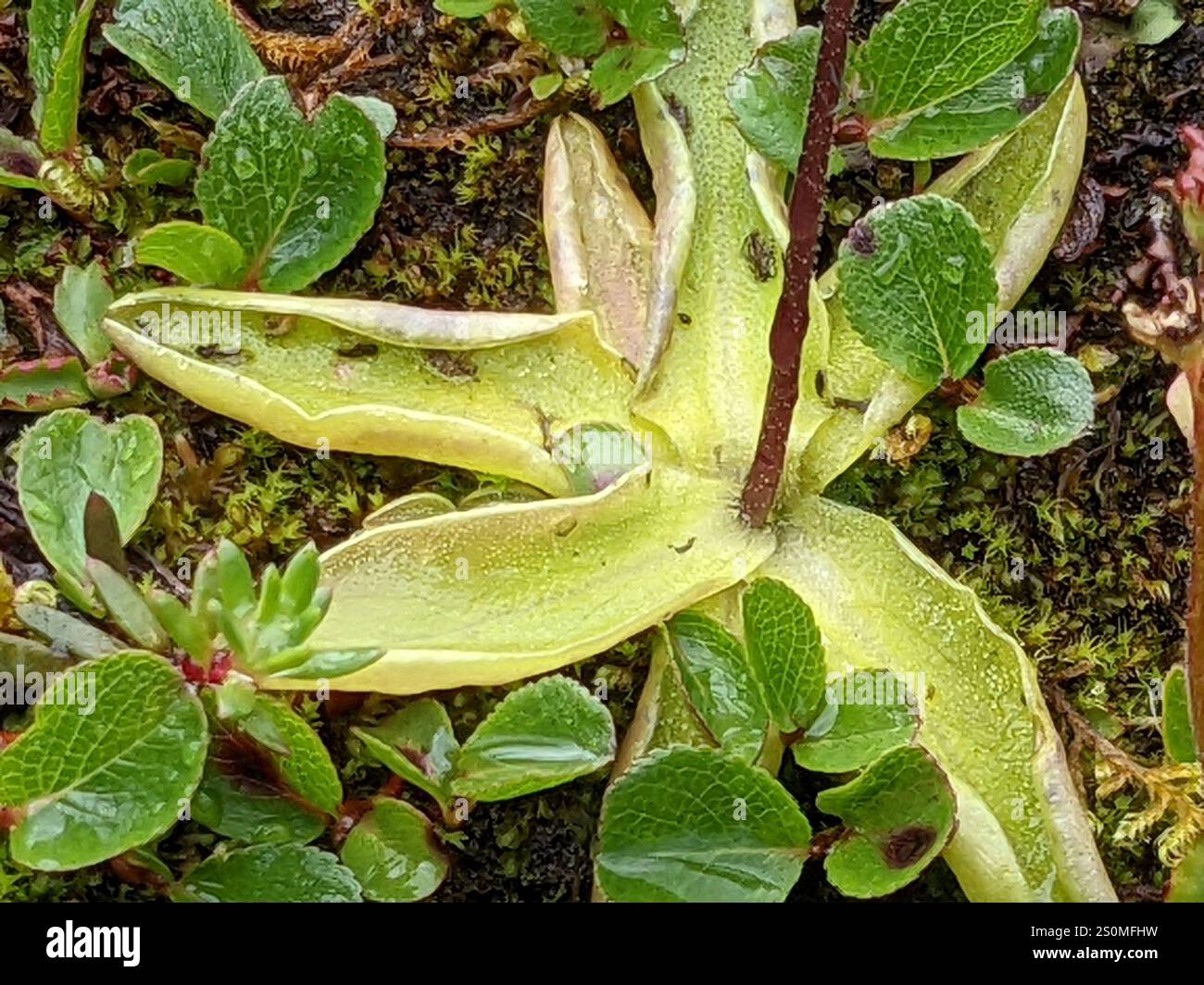 Common Butterwort (Pinguicula vulgaris Stock Photo - Alamy