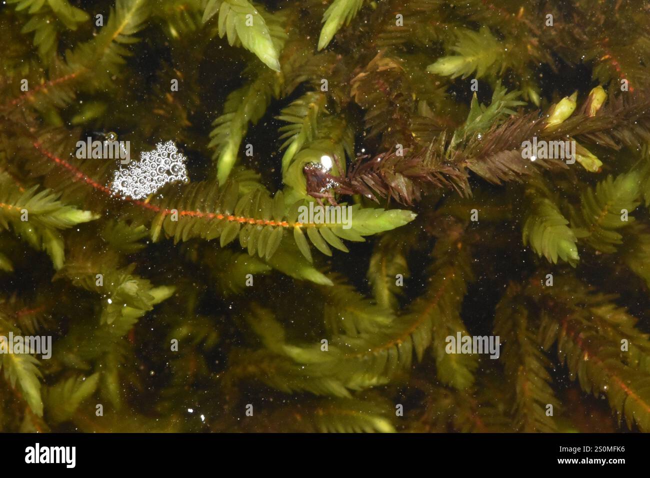 Willow Moss (Fontinalis antipyretica Stock Photo - Alamy