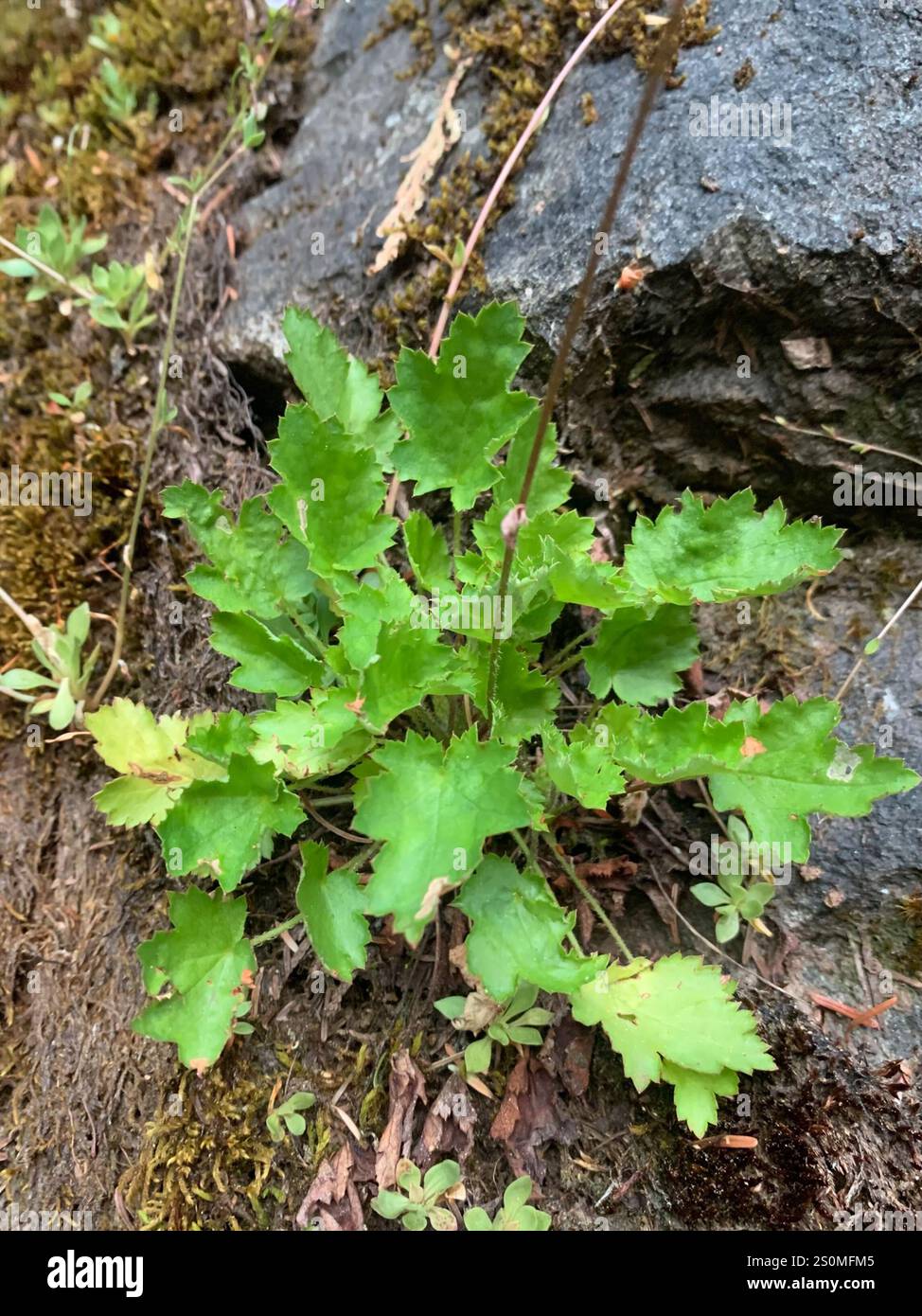 crevice alumroot (Heuchera micrantha Stock Photo - Alamy