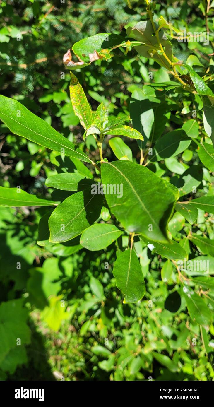 pussy willow (Salix discolor Stock Photo - Alamy