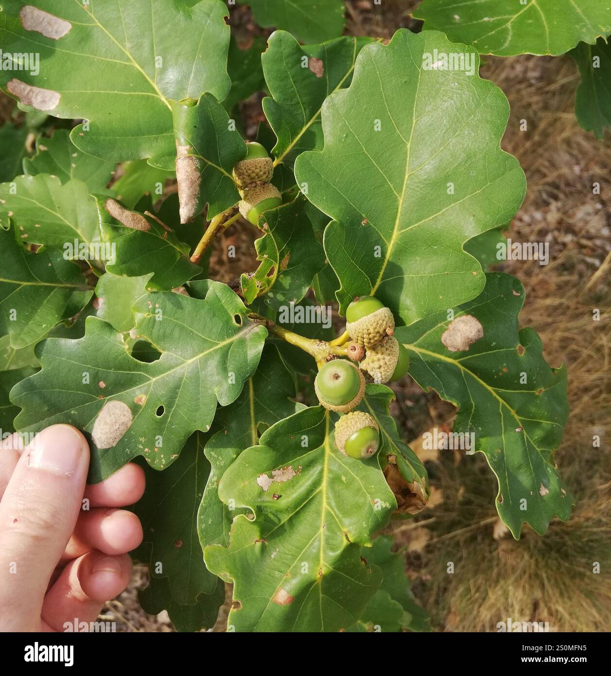 pedunculate oak × sessile oak (Quercus × rosacea Stock Photo - Alamy