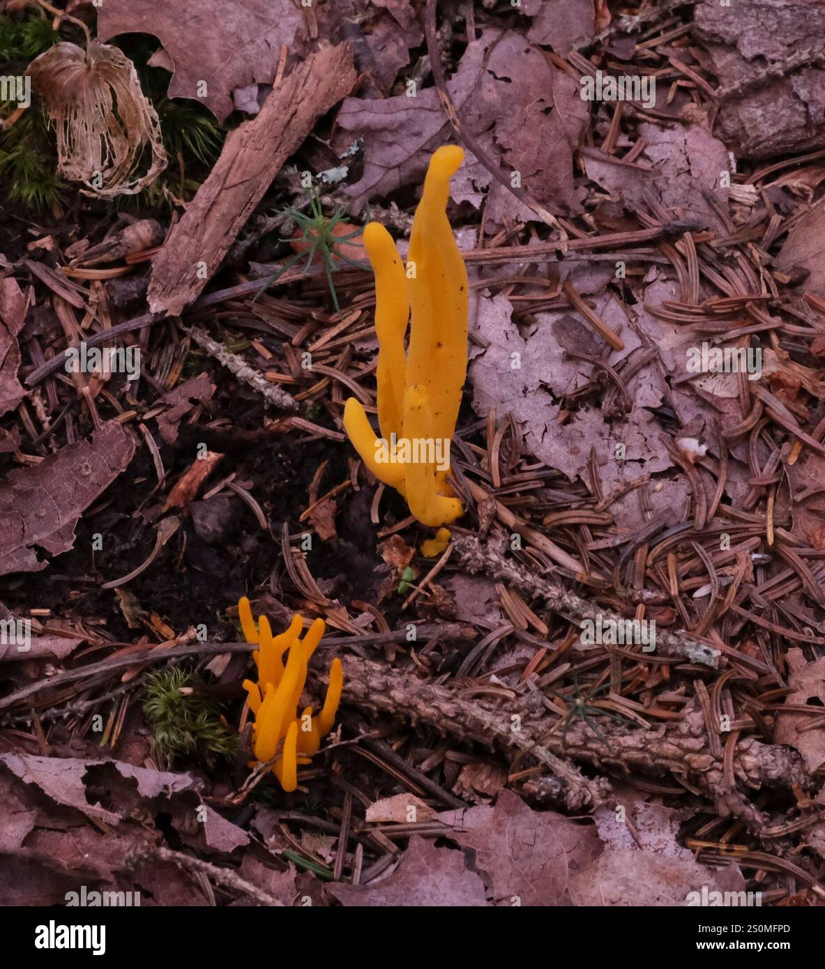 Golden Spindles (Clavulinopsis fusiformis Stock Photo - Alamy