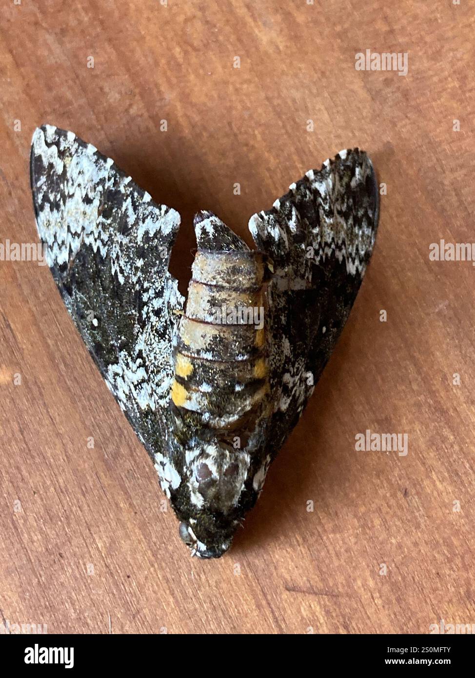 Rustic Sphinx (Manduca rustica Stock Photo - Alamy