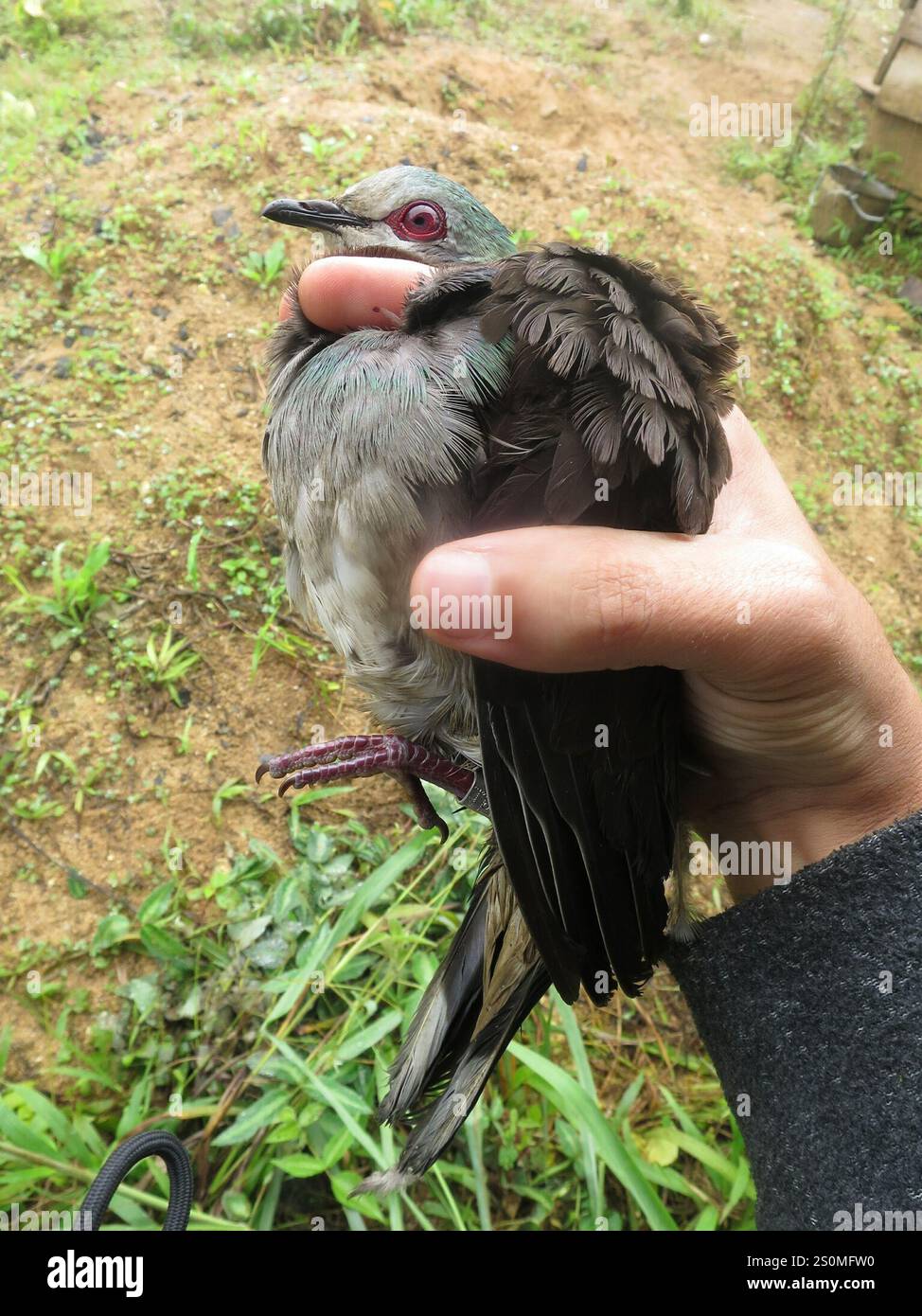 Lemon Dove (São Tomé) (Aplopelia larvata simplex Stock Photo - Alamy