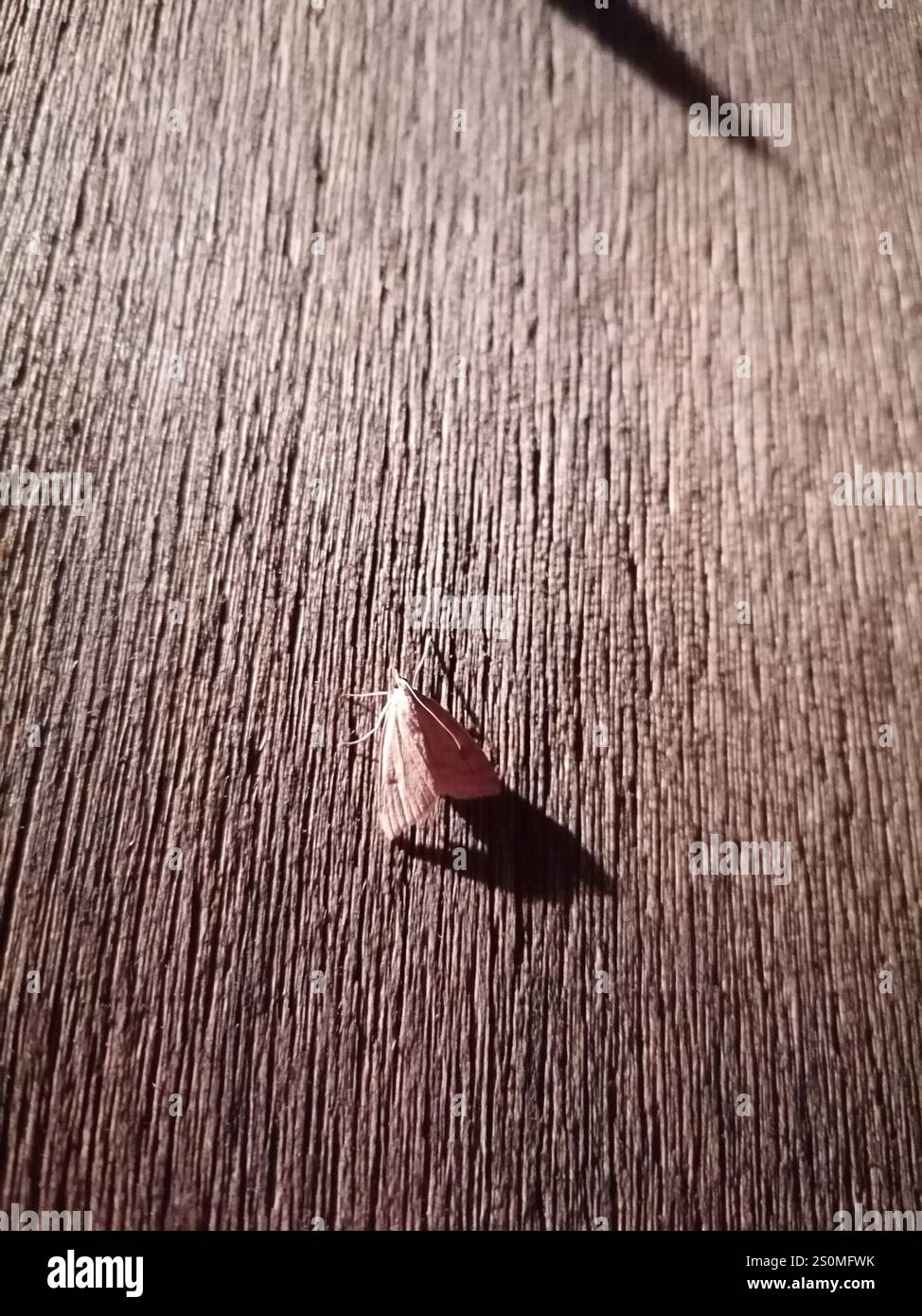 Pale Straw Pearl (Udea lutealis Stock Photo - Alamy