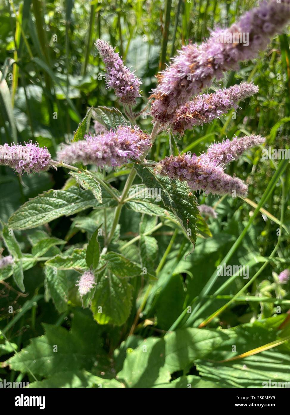 Horse Mint (Mentha longifolia Stock Photo - Alamy