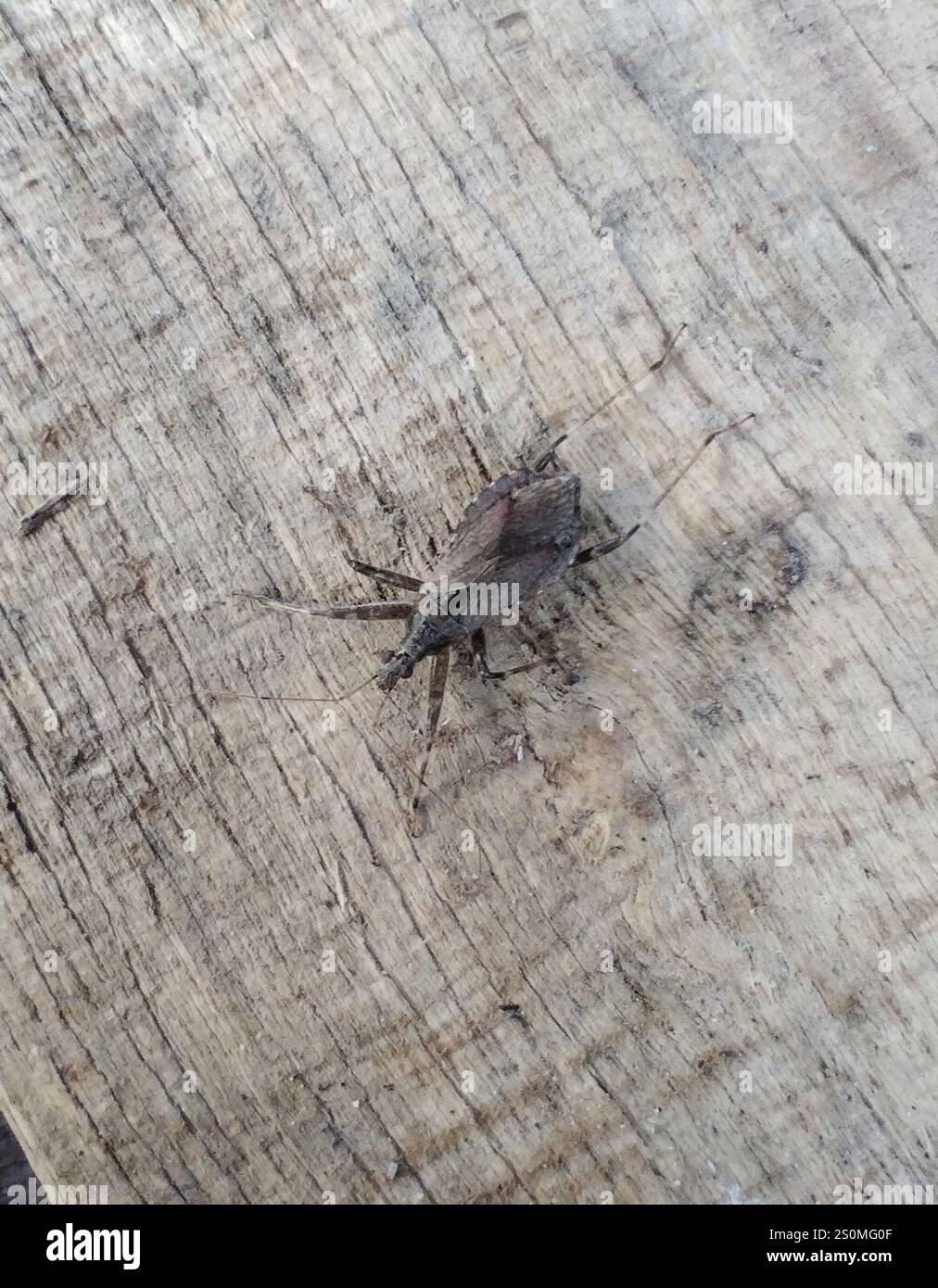 Tree Damsel Bug (Himacerus apterus Stock Photo - Alamy