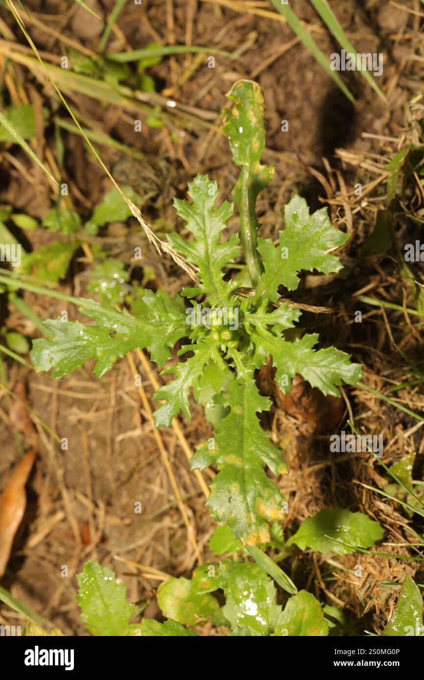 common groundsel (Senecio vulgaris Stock Photo - Alamy