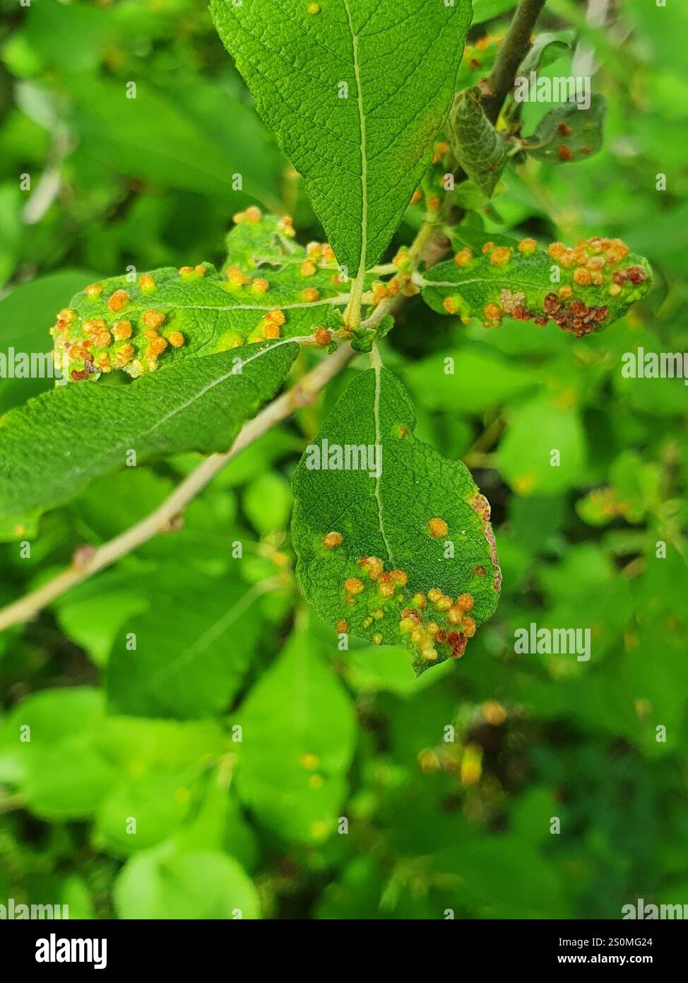 Eared Willow (Salix aurita Stock Photo - Alamy